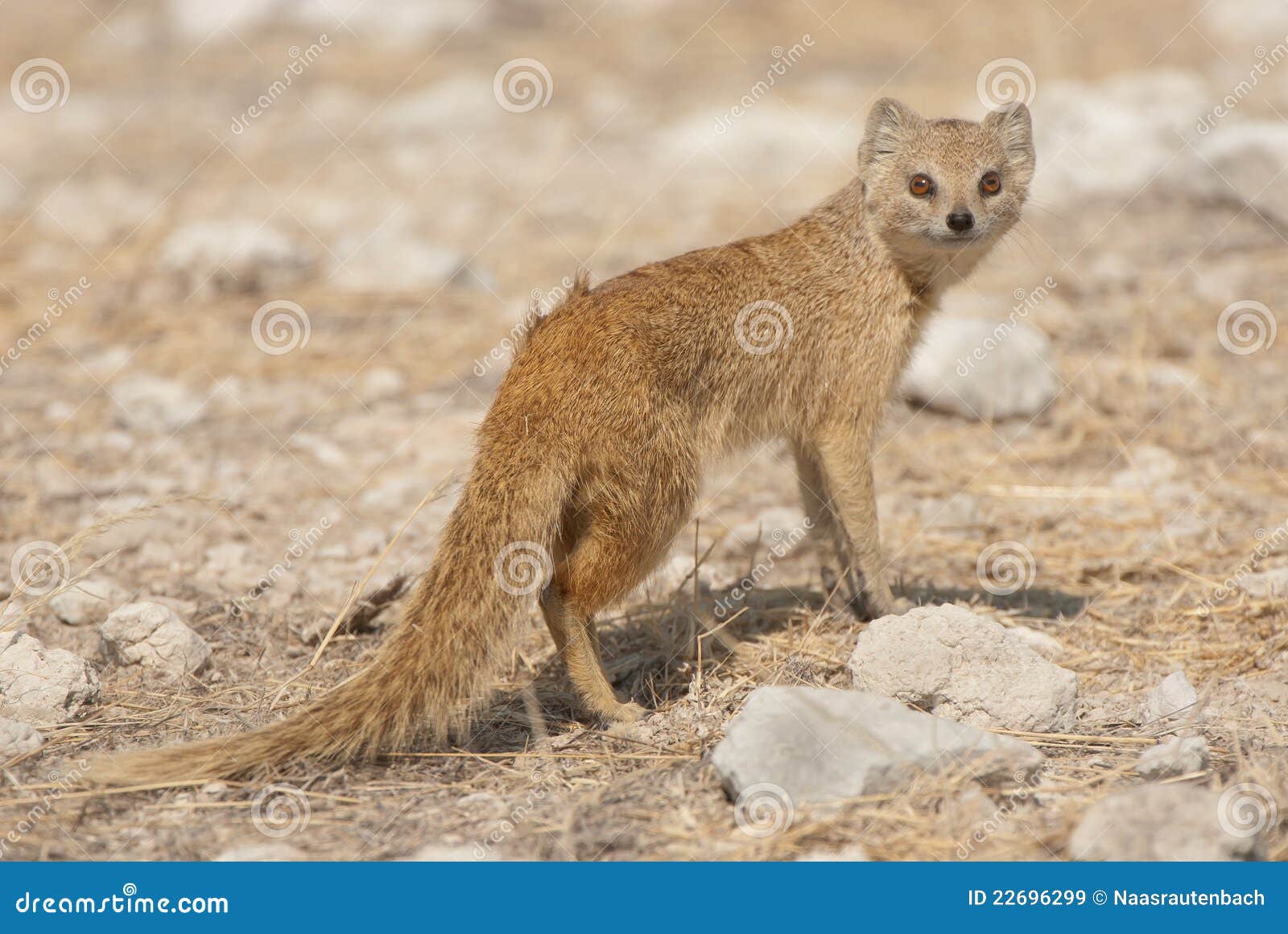Yellow mongoose stock image. Image of outdoors, mammal - 22696299