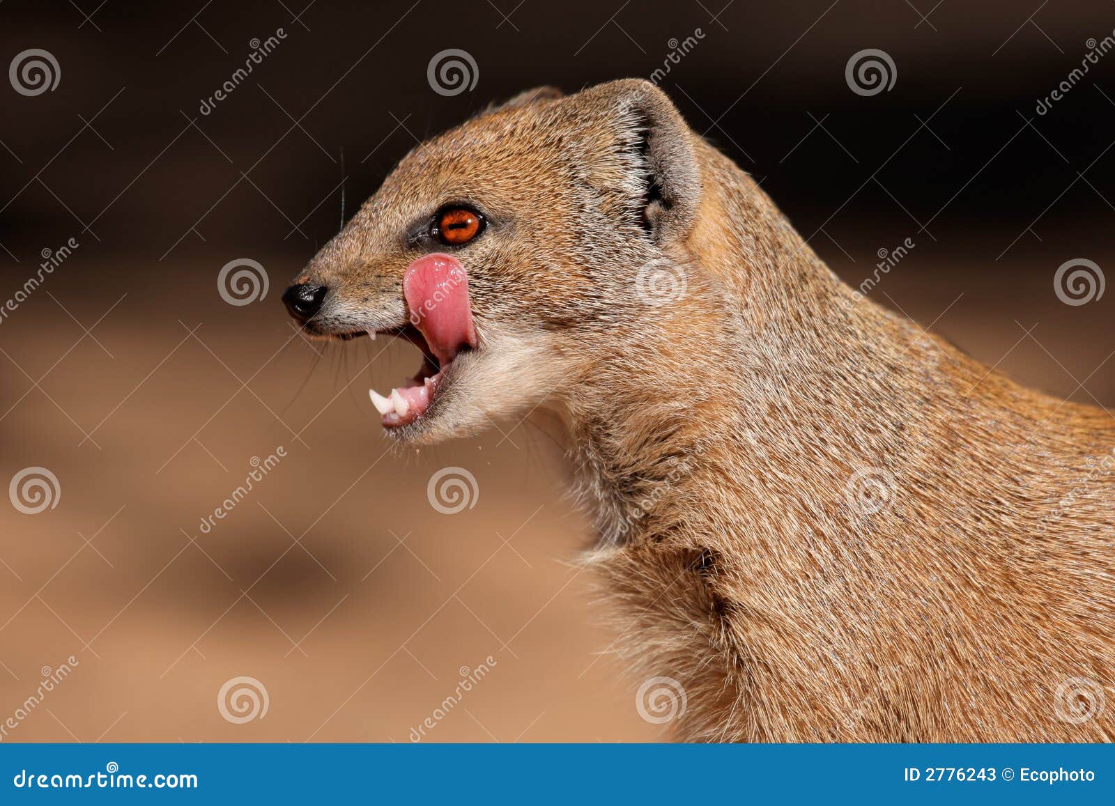 Yellow Mongoose - Cynictis Penicillata Or The Red Meerkat, Is A Member ...