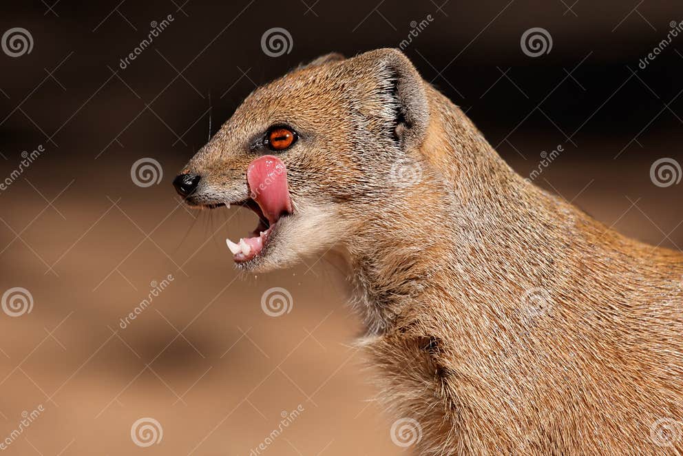 Yellow mongoose stock image. Image of mammal, creature - 2776243