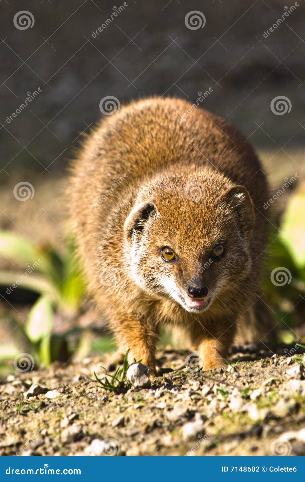 Yellow mongoose stock photo. Image of mangoose, cynictis - 7148602