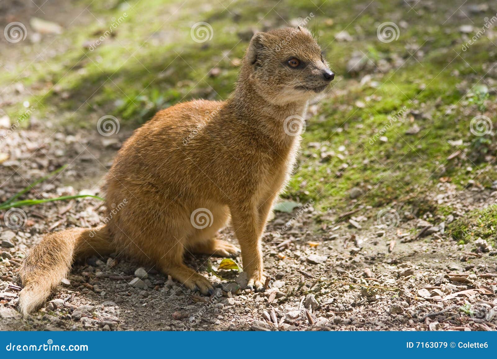 Yellow mongoose stock image. Image of africa, grasslands - 7163079