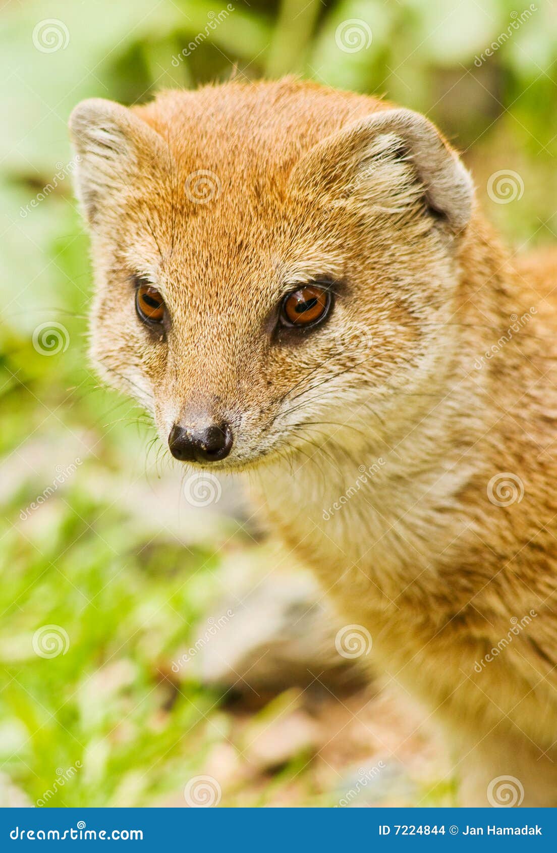 Yellow mongoose stock photo. Image of face, detail, curious - 7224844
