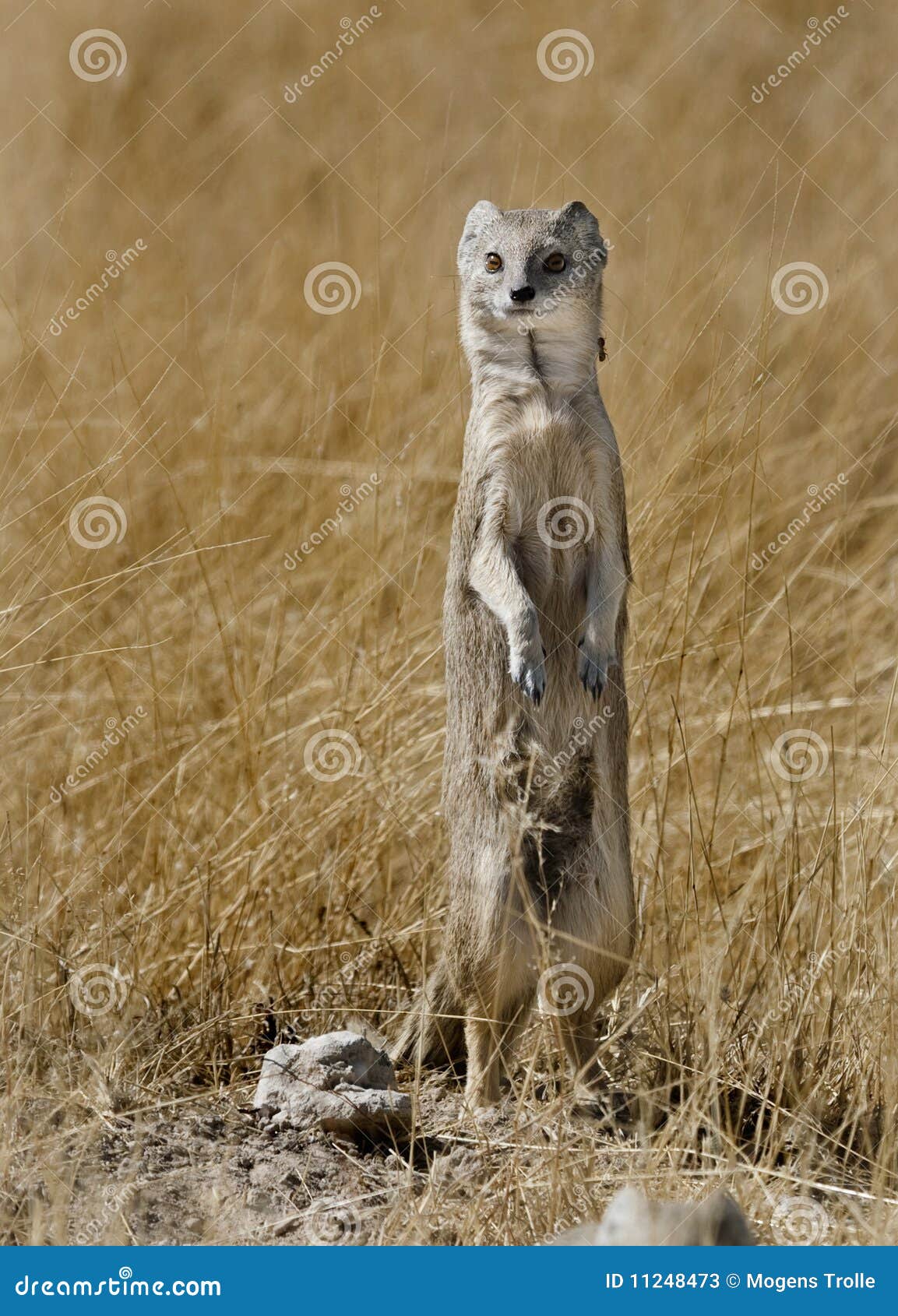 Yellow Mongoose with Ant on Neck, Namibia Stock Image - Image of etosha ...