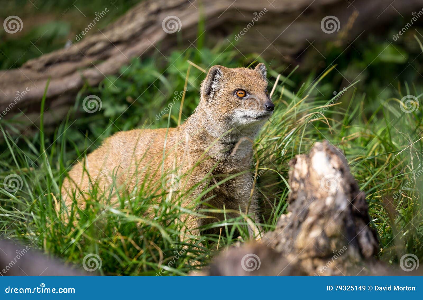Yellow mongoose stock image. Image of pose, nature, sentry - 79325149