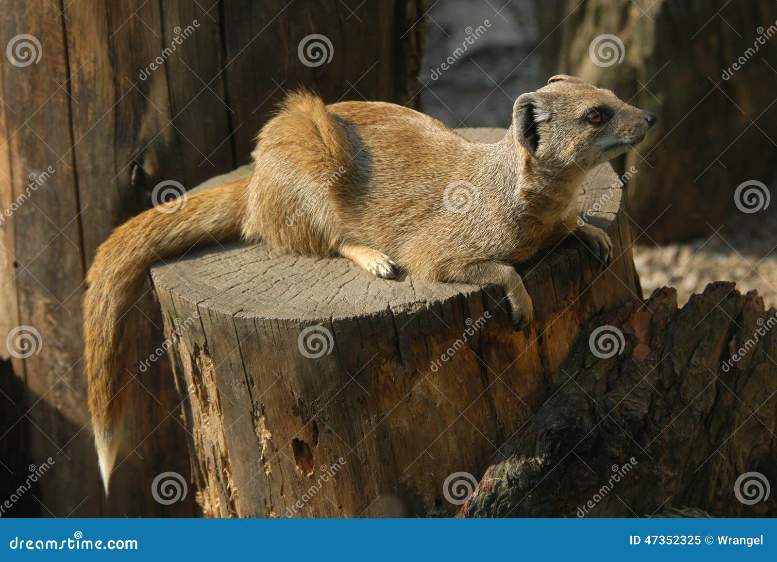 Yellow mongoose stock image. Image of carnivorans, wildlife - 47352325