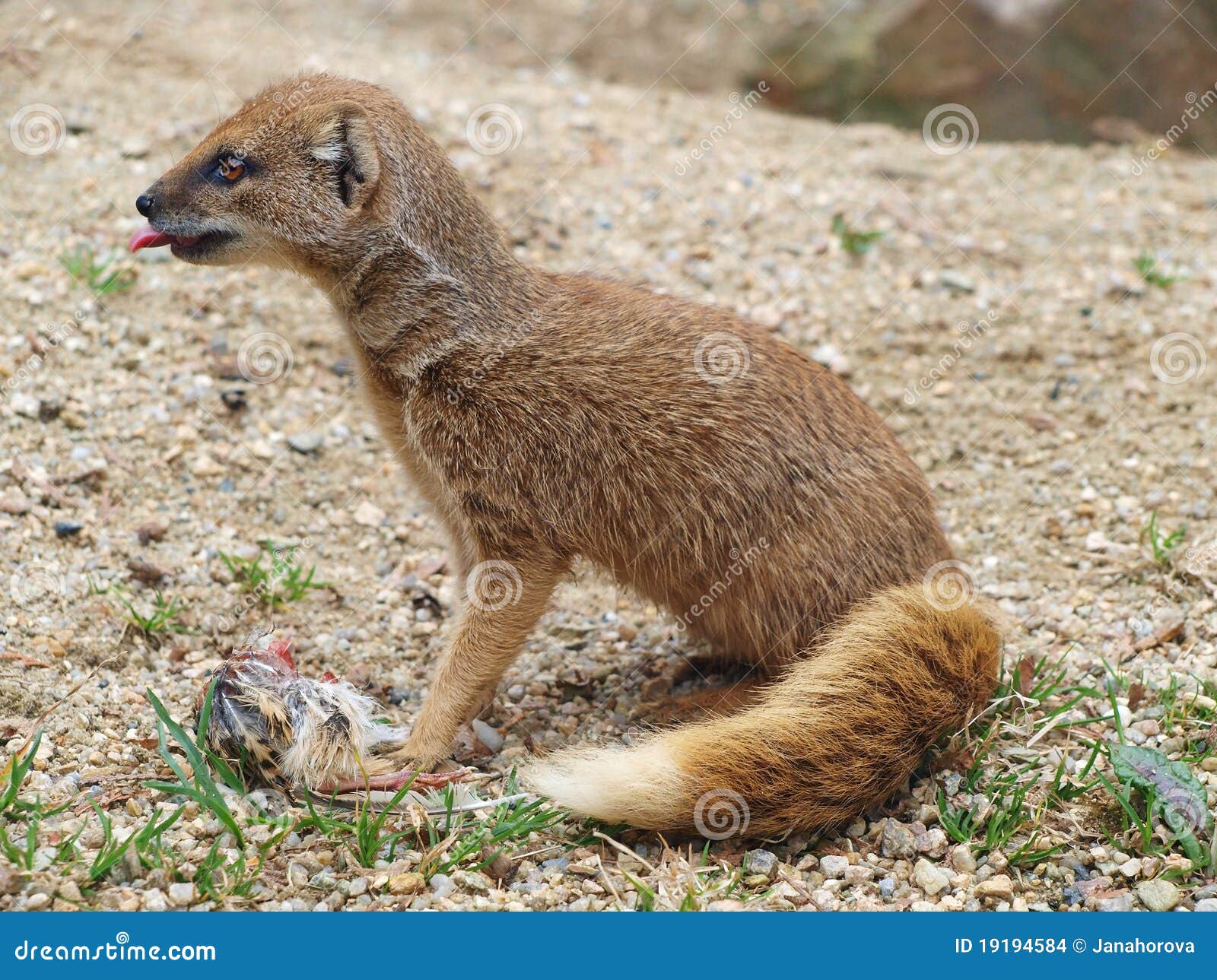 Yellow mongoose eating stock photo. Image of cute, mammal - 19194584