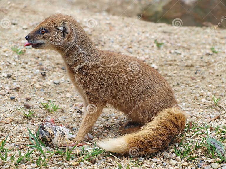 Yellow mongoose eating stock photo. Image of cute, mammal - 19194584