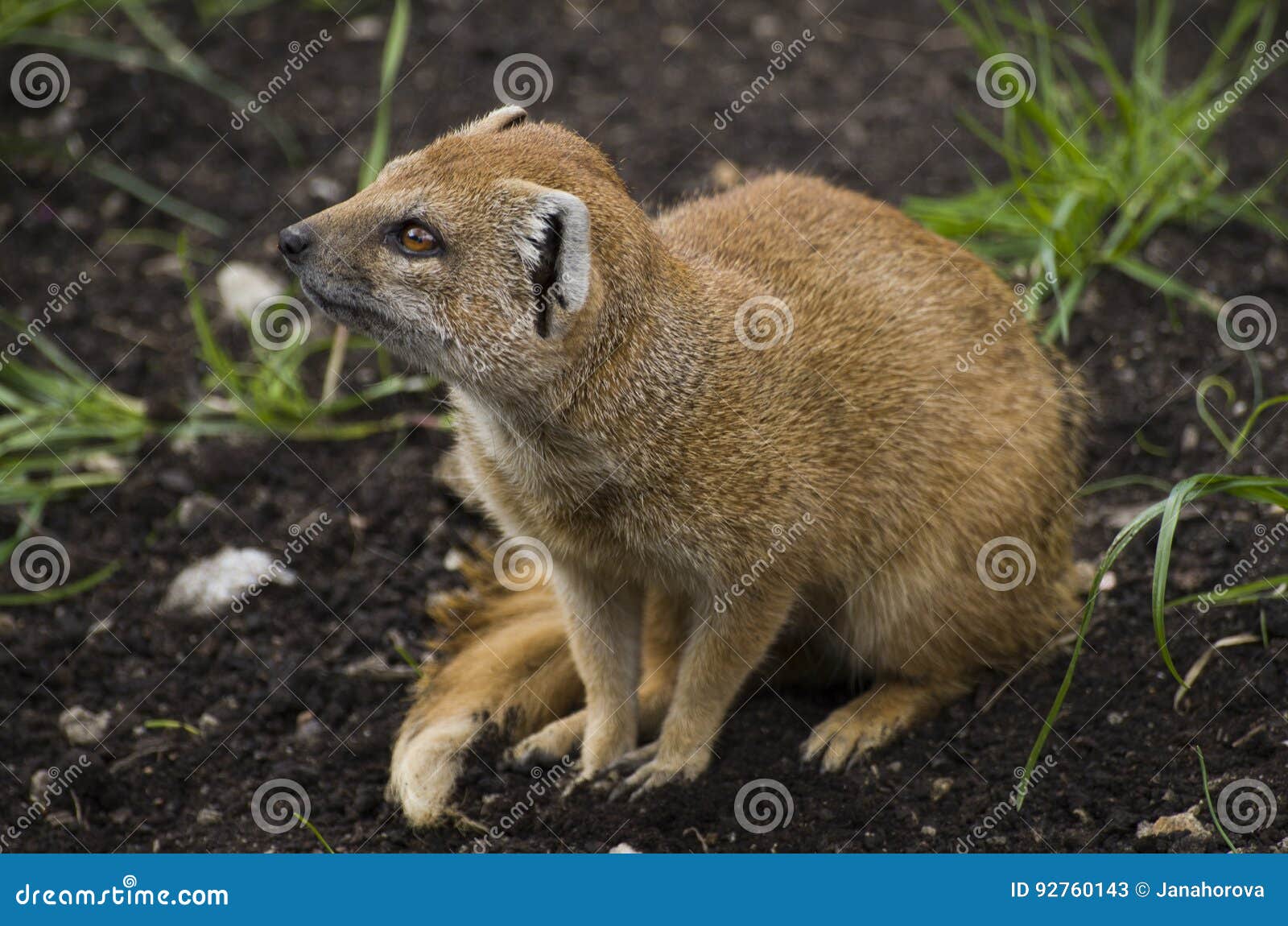 Yellow mongoose stock image. Image of wildlife, resting - 92760143