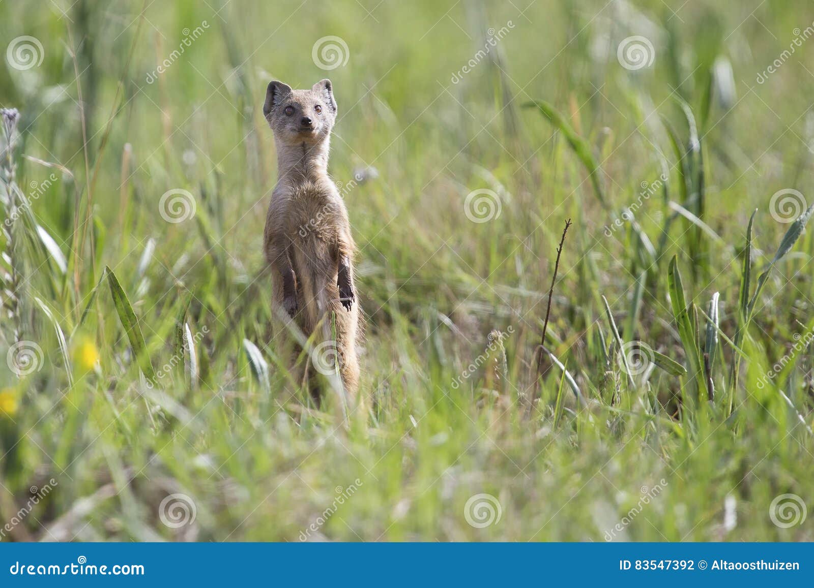 Yellow Mongoose Hunting for Prey on Green Grass Stock Photo - Image of ...