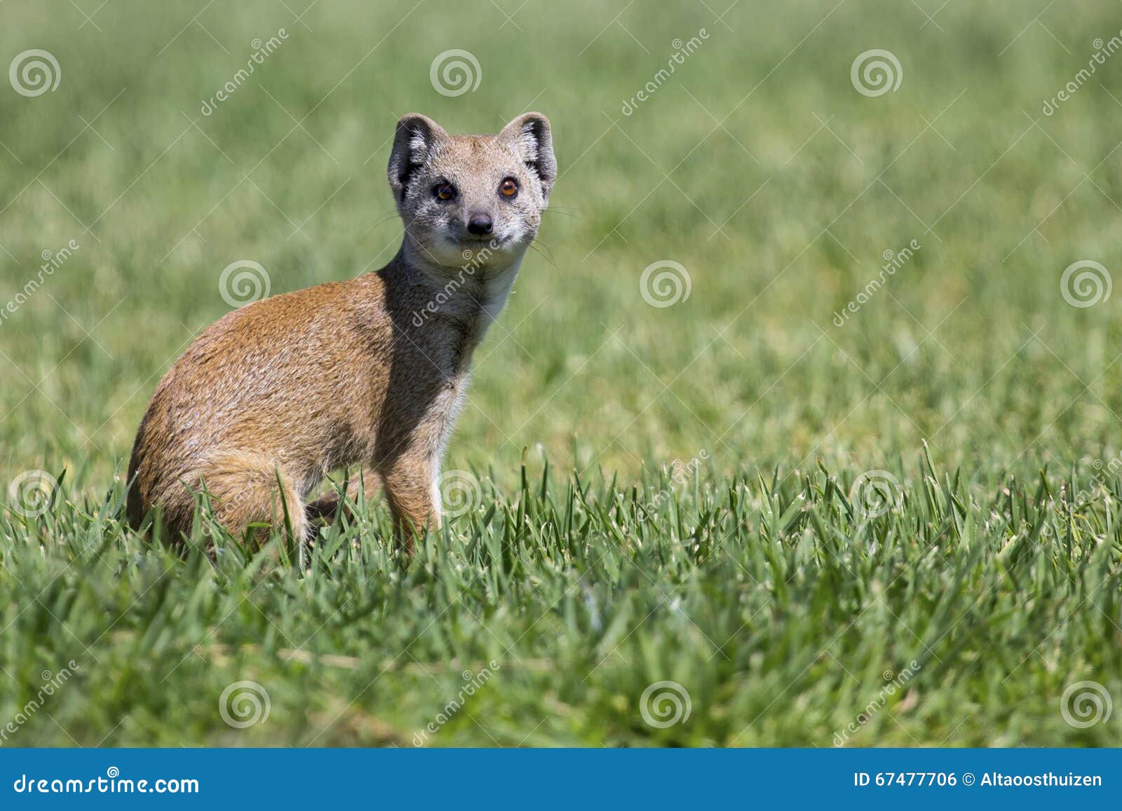 Yellow Mongoose Hunting for Prey on Short Green Grass Stock Photo ...