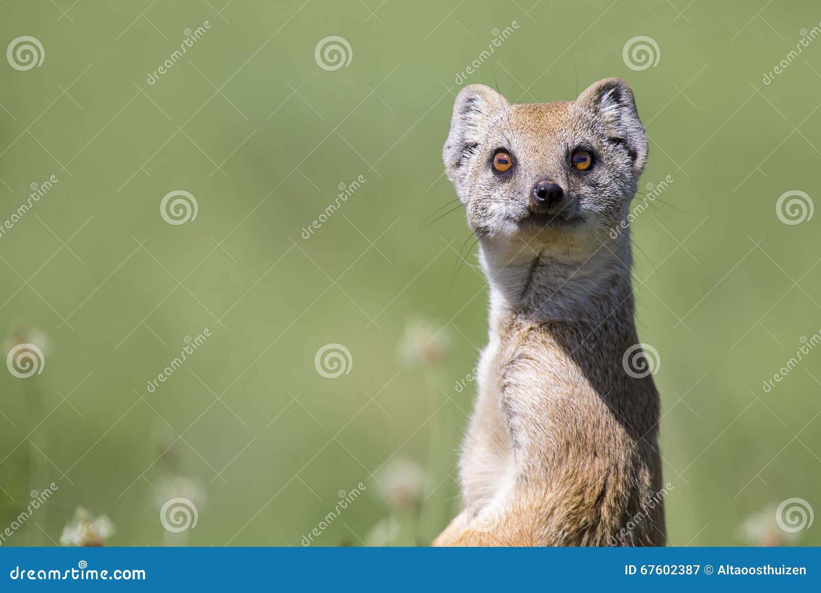Yellow Mongoose Hunting for Prey on Short Green Grass Stock Image ...