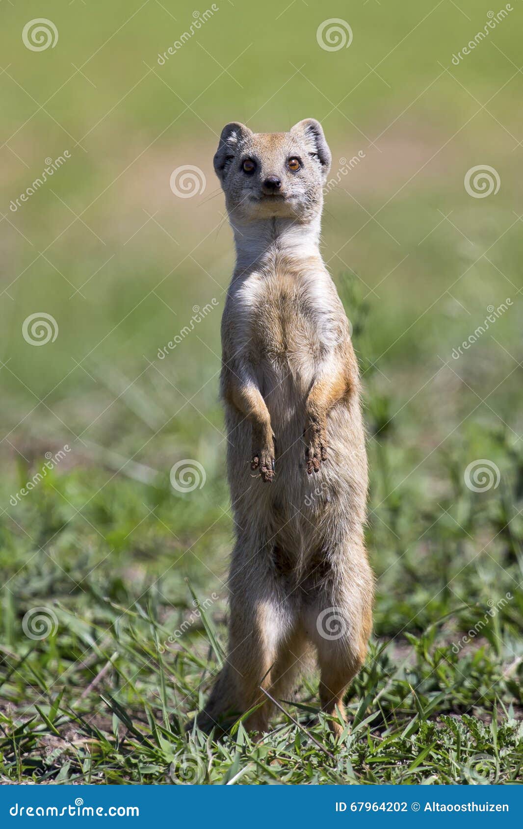 Yellow Mongoose Hunting for Prey on Short Green Grass Stock Photo ...