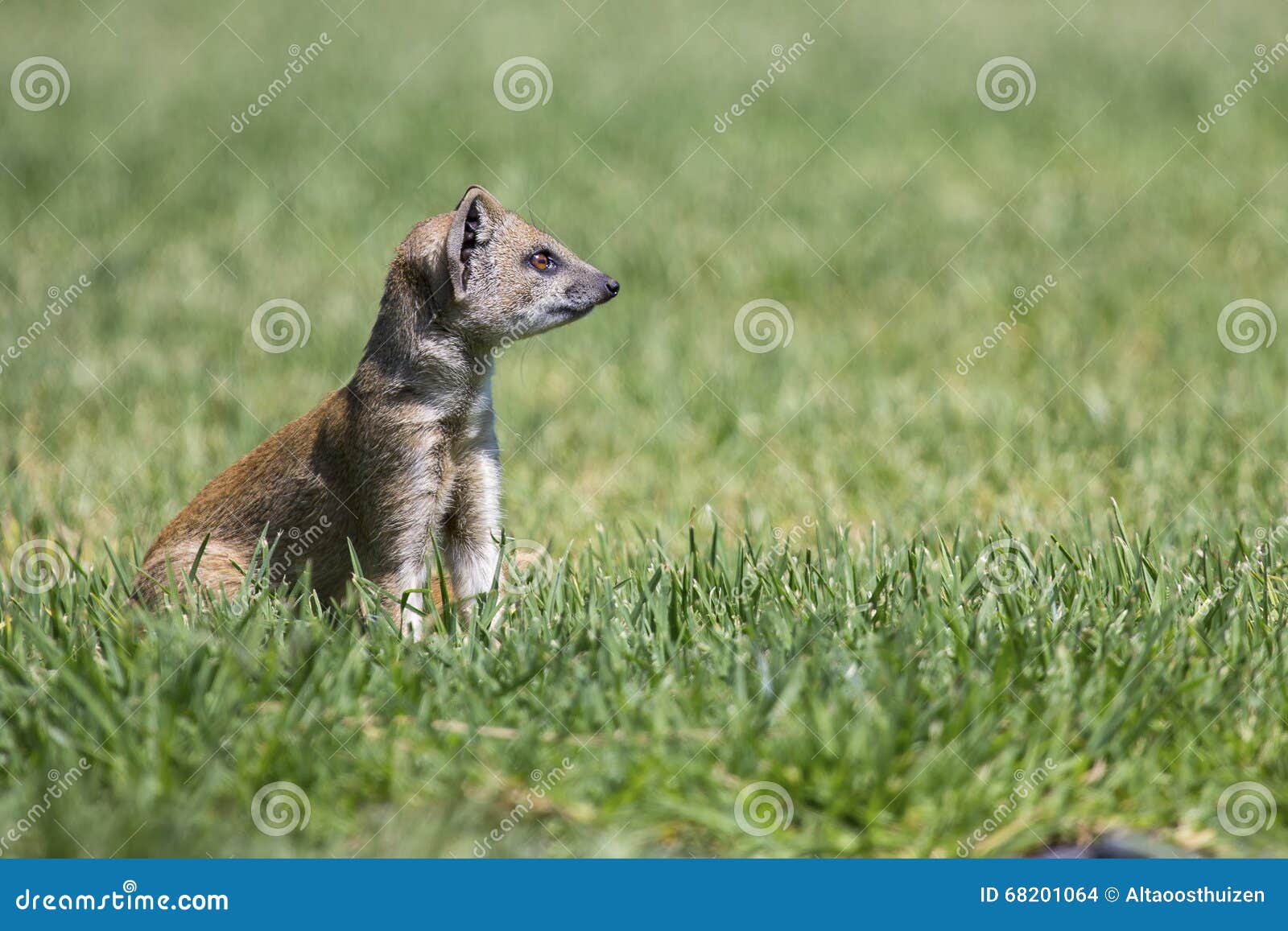 Yellow Mongoose Hunting for Prey on Short Green Grass Stock Photo ...