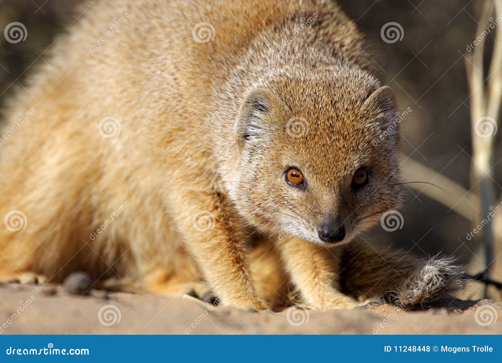 Yellow Mongoose, Kalahari Desert Stock Photo - Image of kalahari ...