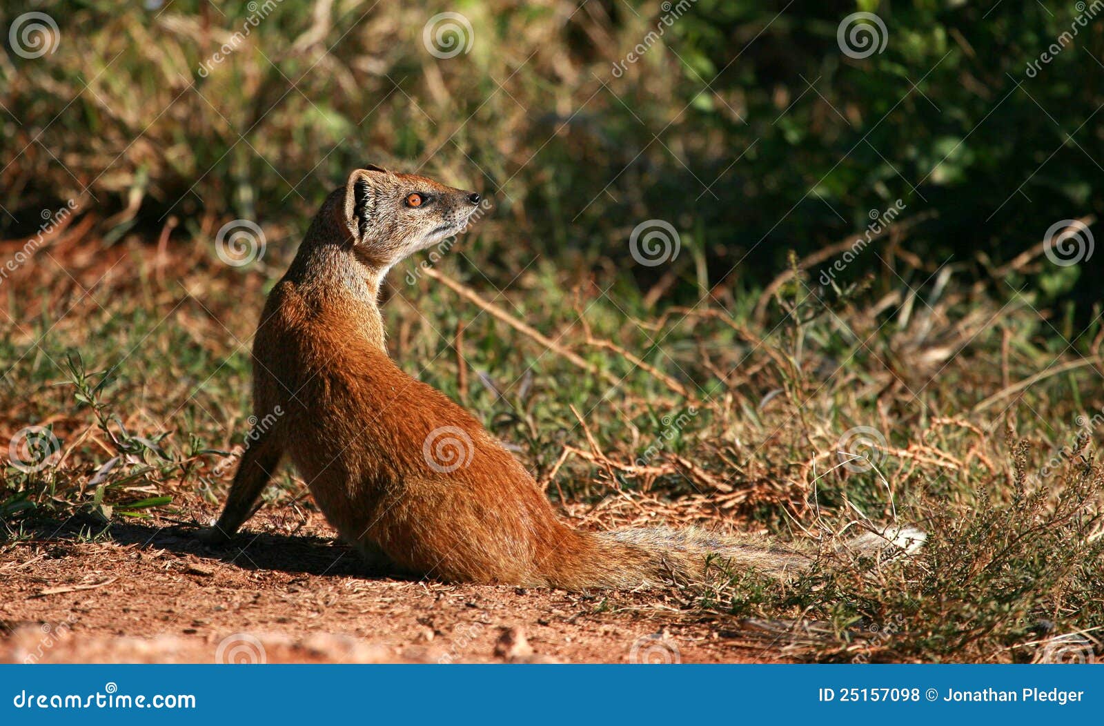 Yellow mongoose looking up stock photo. Image of foot - 25157098