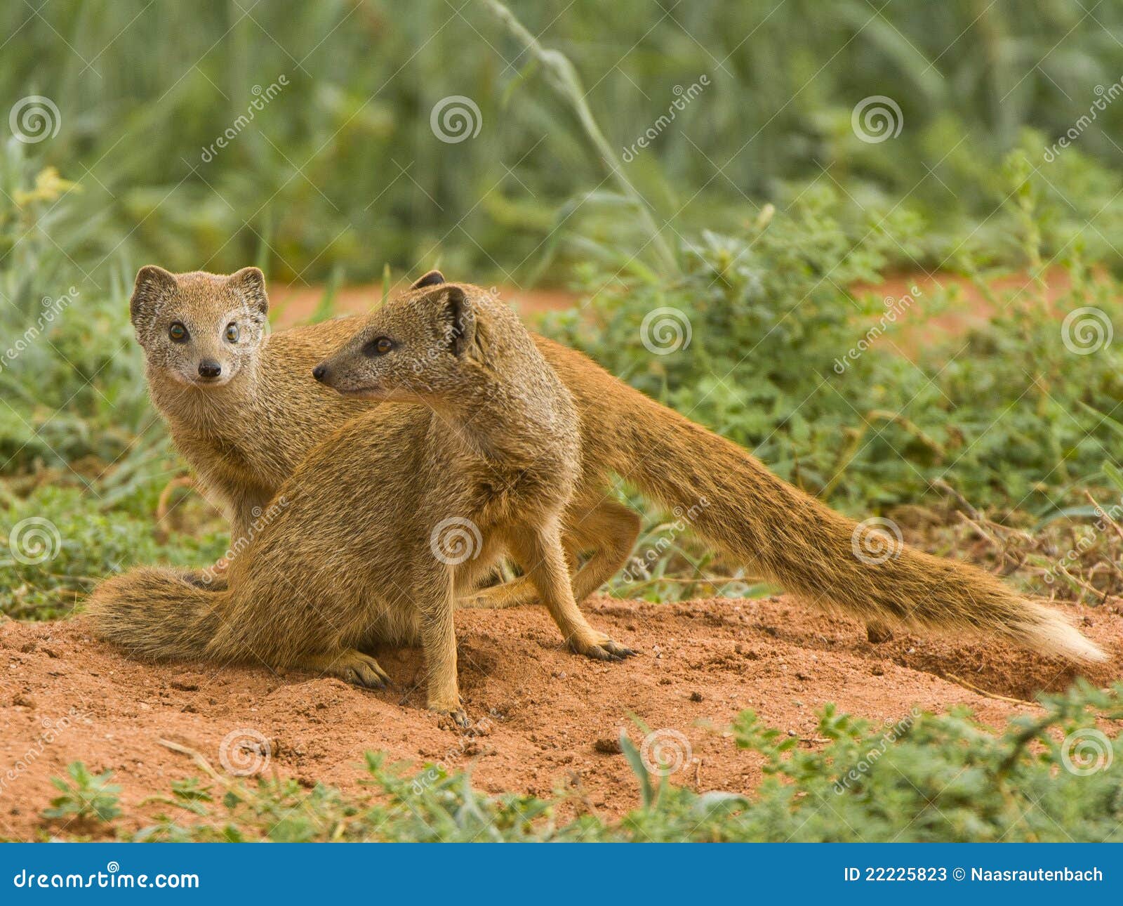 Yellow mongoose pair stock image. Image of africa, southern - 22225823