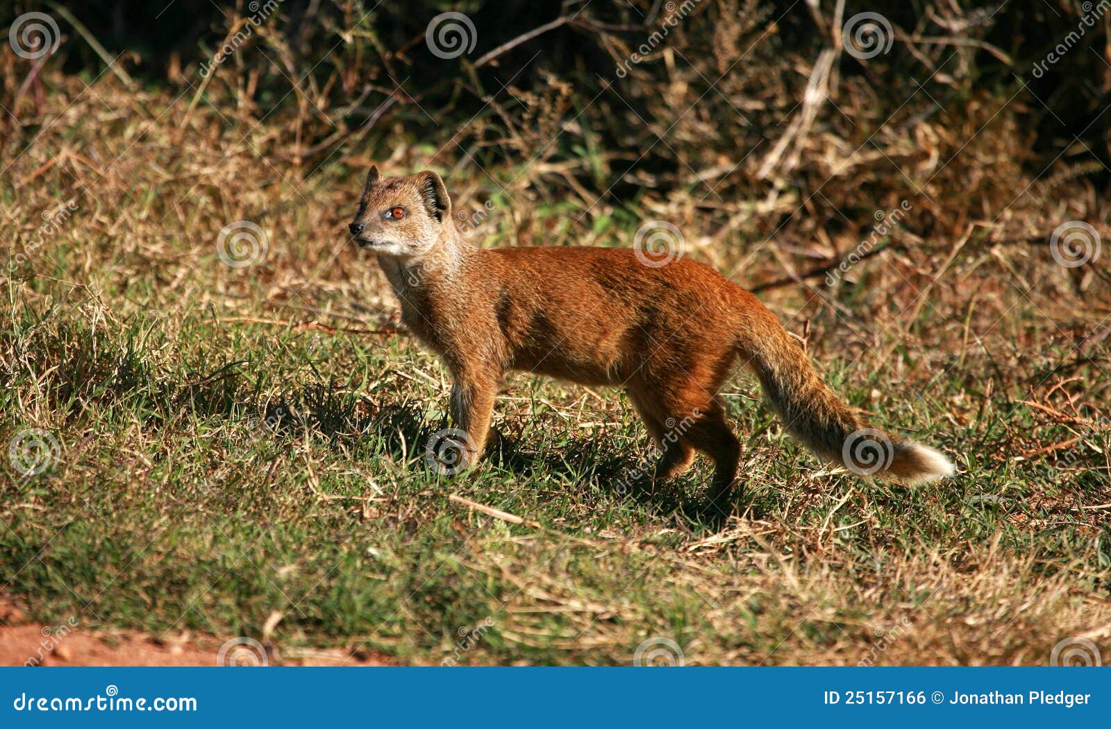 370 Mongoose Side Stock Photos - Free & Royalty-Free Stock Photos from ...