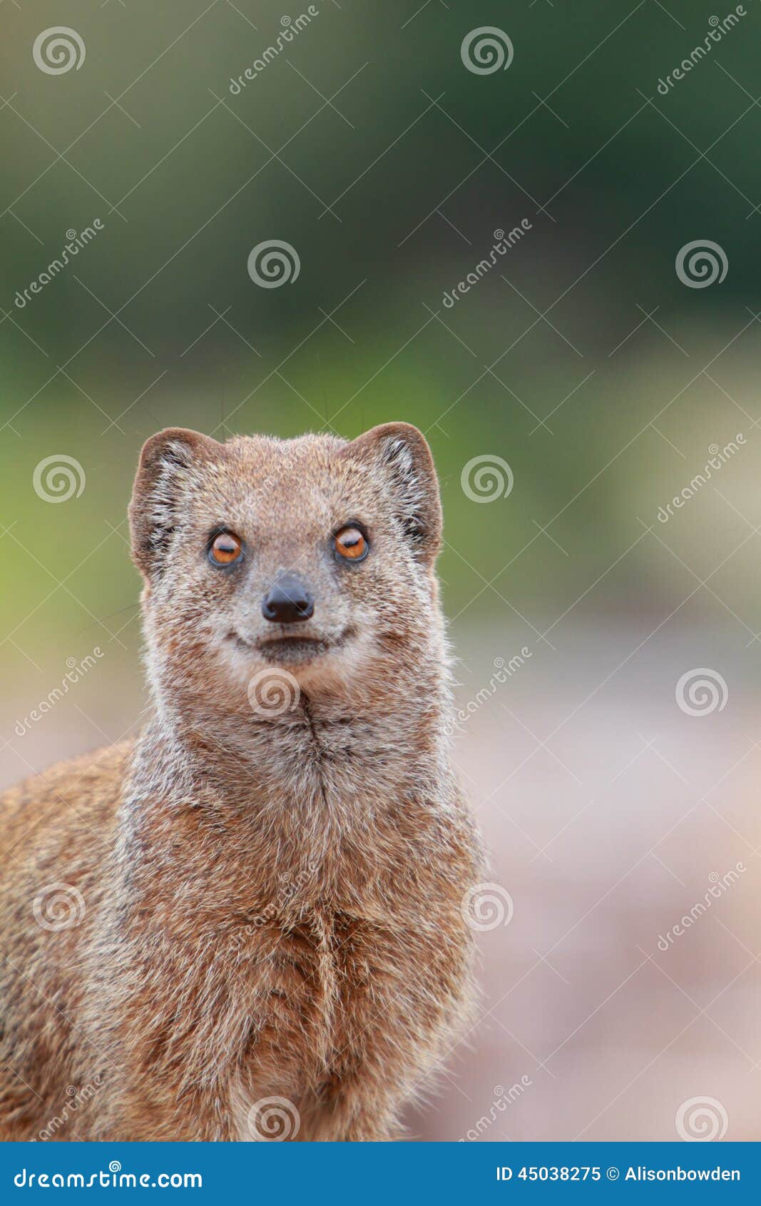 Yellow mongoose stock image. Image of nature, eyes, carnivorous - 45038275