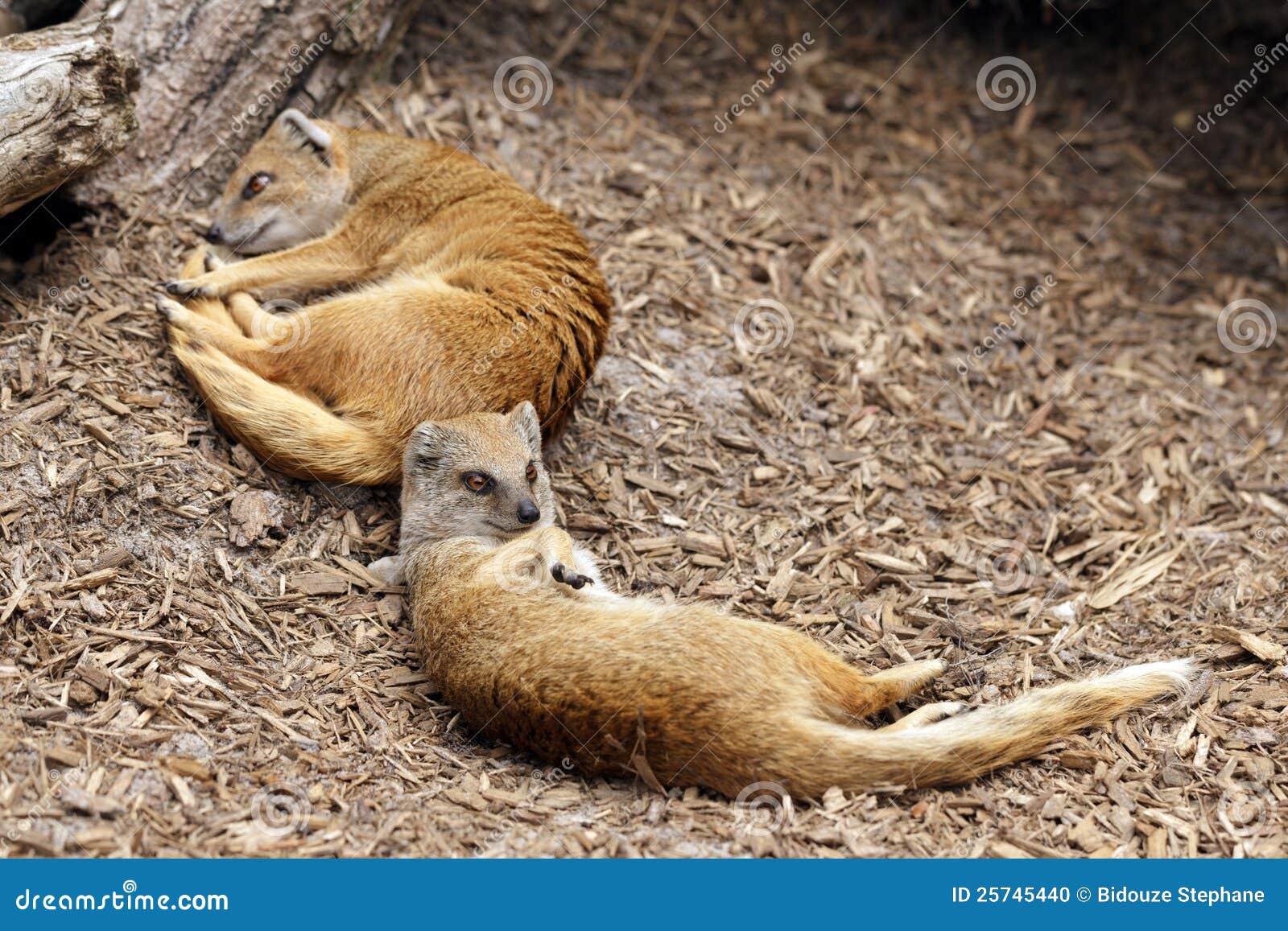 Yellow mongoose sleeping stock photo. Image of animal - 25745440
