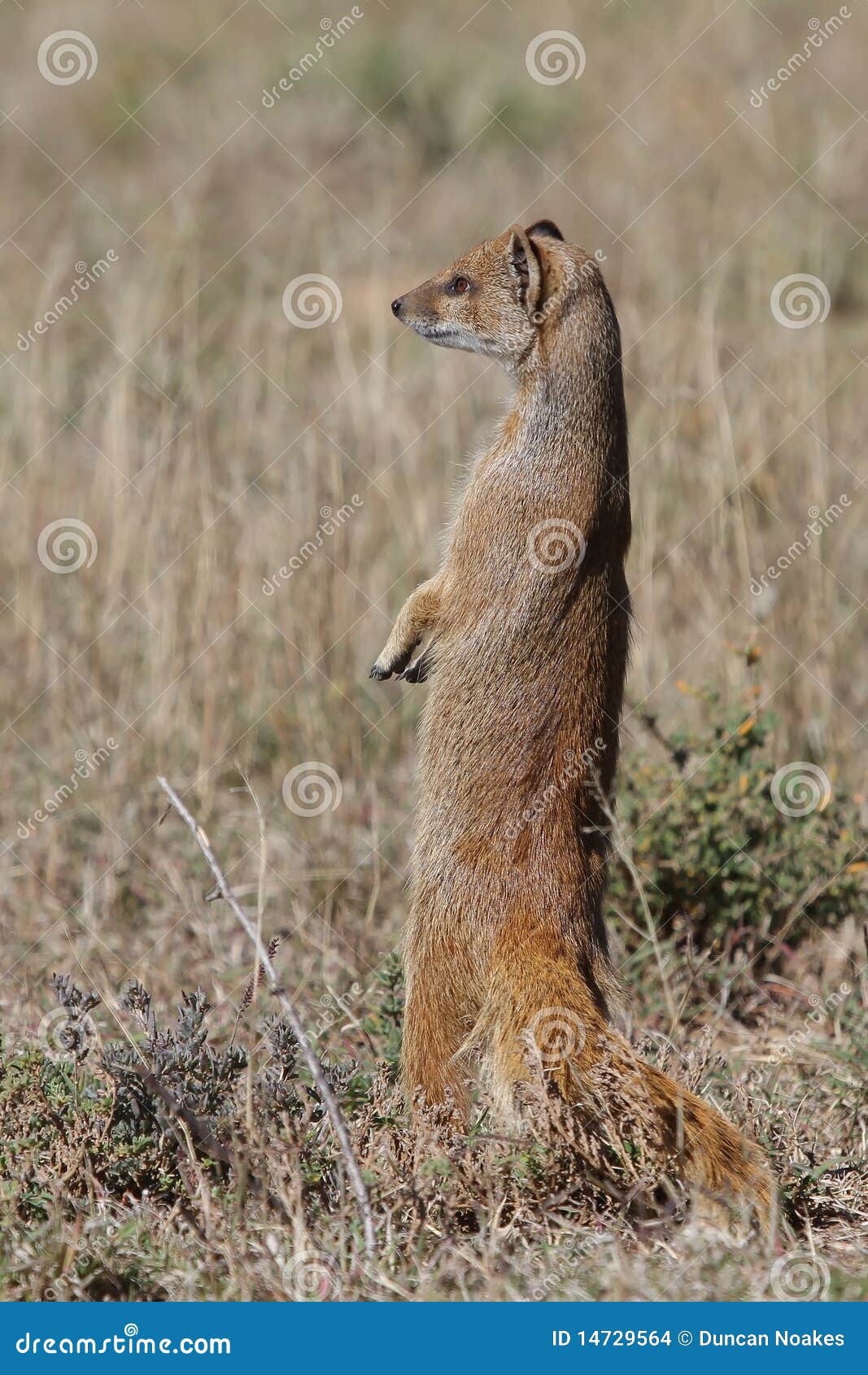 Yellow Mongoose Standing stock photo. Image of animal - 14729564