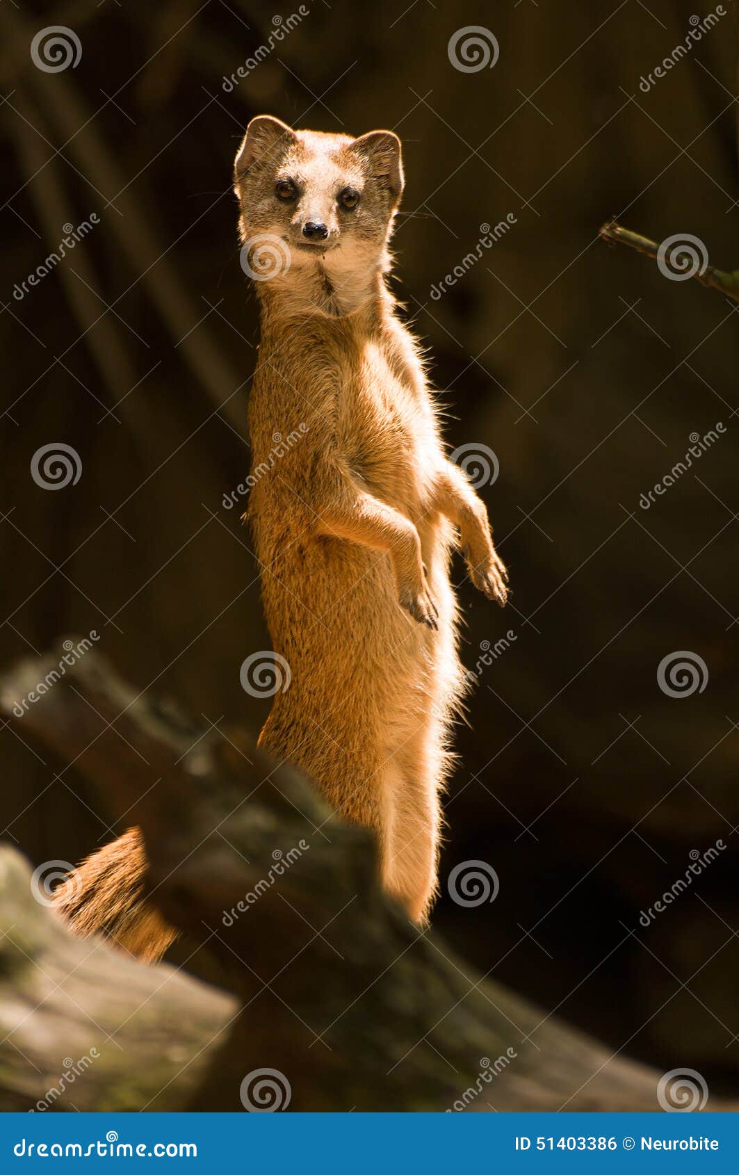 Yellow Mongoose Standing Up at Guard Closeup Stock Photo - Image of ...