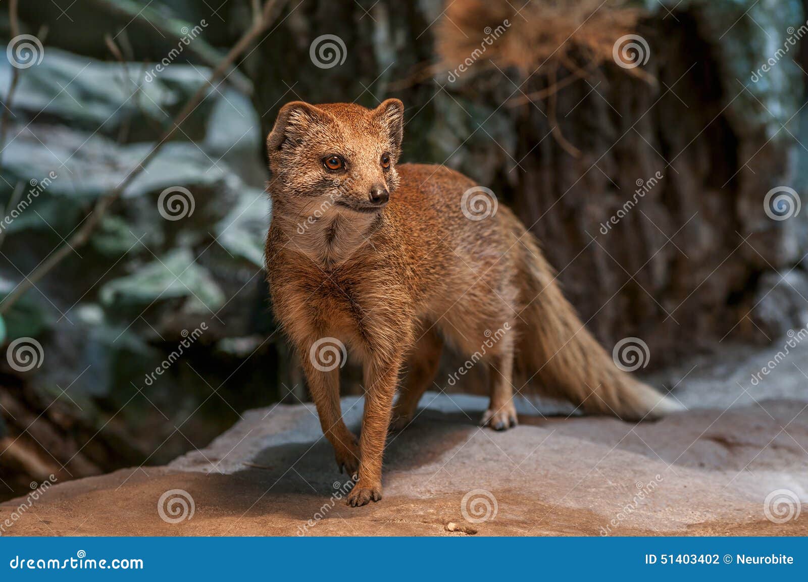 Yellow Mongoose Standing Up at Guard Closeup Stock Photo - Image of ...