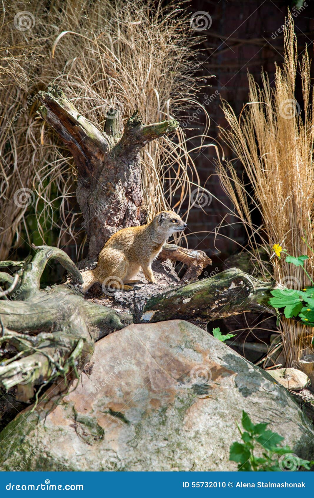 Yellow Mongoose Standing Up at Guard Stock Photo - Image of environment ...