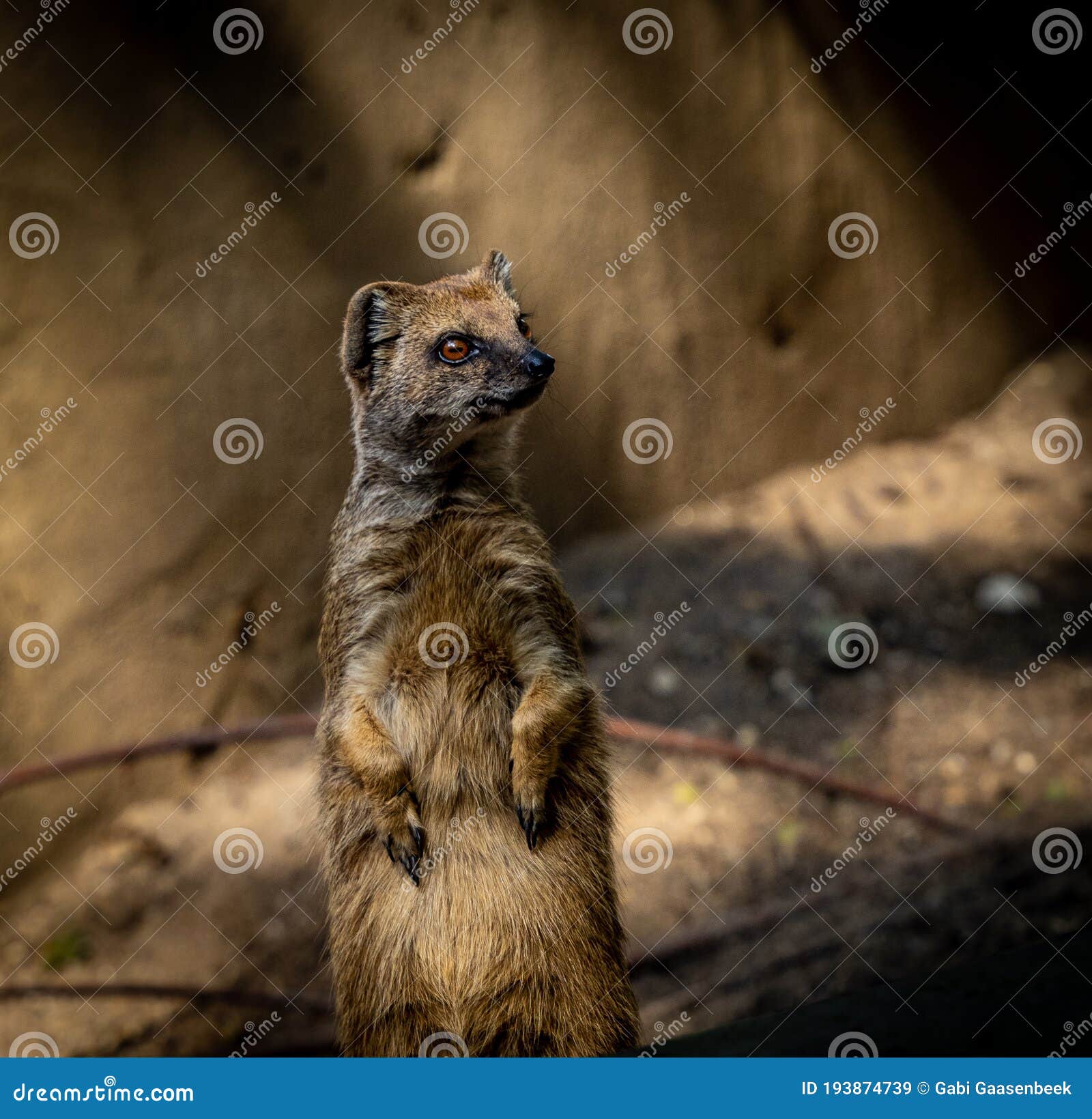 Yellow Mongoose Standing Upright Watching Everything Stock Image ...