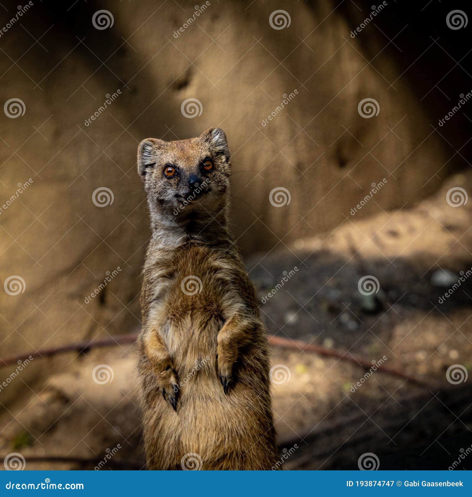 Yellow Mongoose Standing Upright Watching Everything Stock Image ...