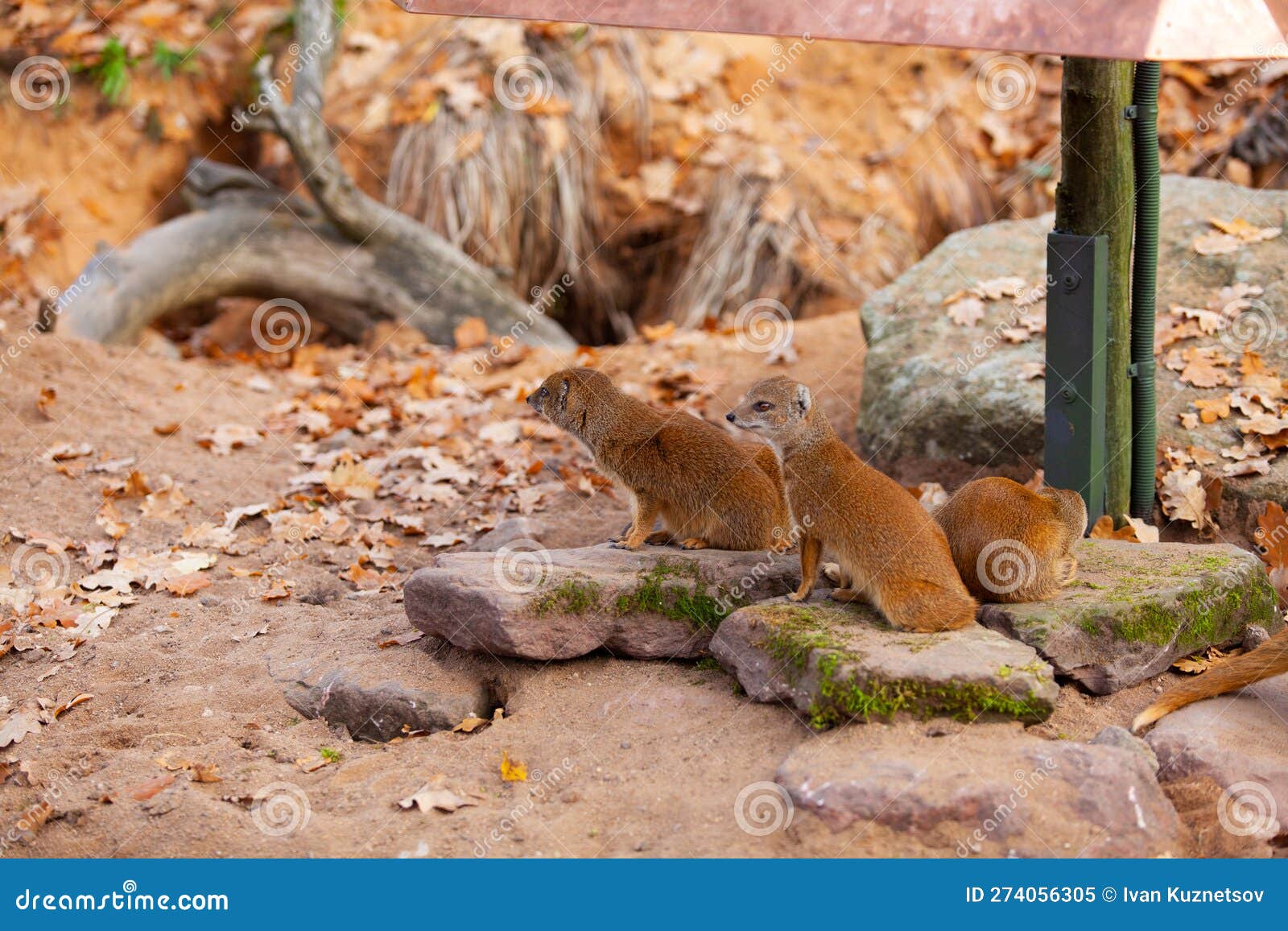 Yellow Mongooses Sitting and Looking Around in Zoo Stock Image - Image ...