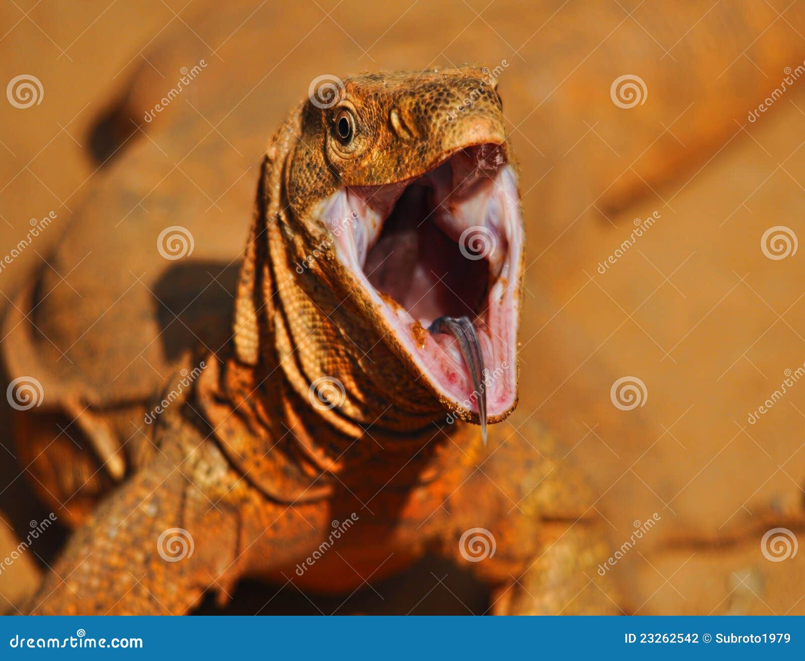 Yellow Monitor stock photo. Image of endangered, hungry - 23262542