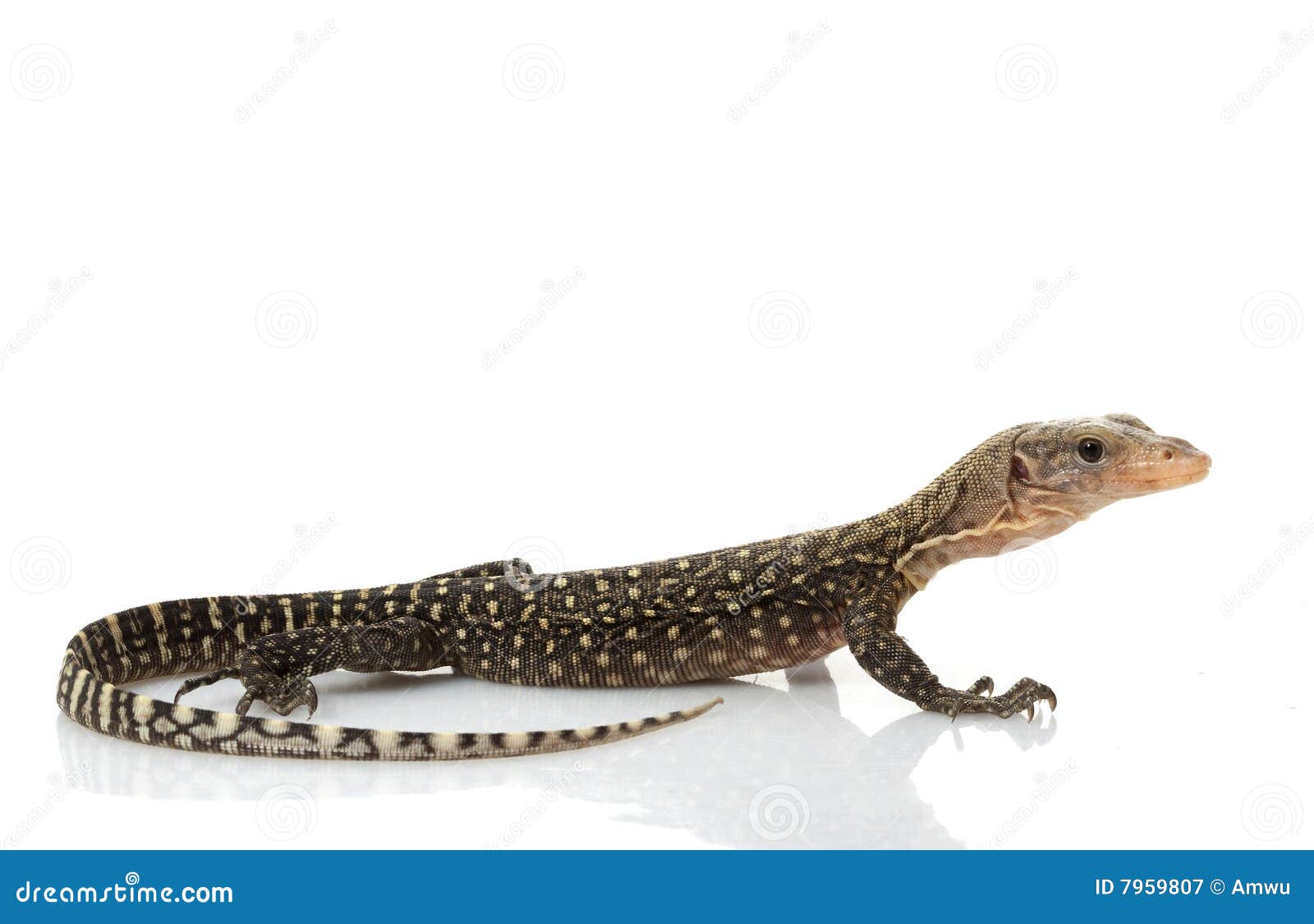 Monitor Lizard Or Bengal Monitor Or Common Indian Monitor Or Varanus ...