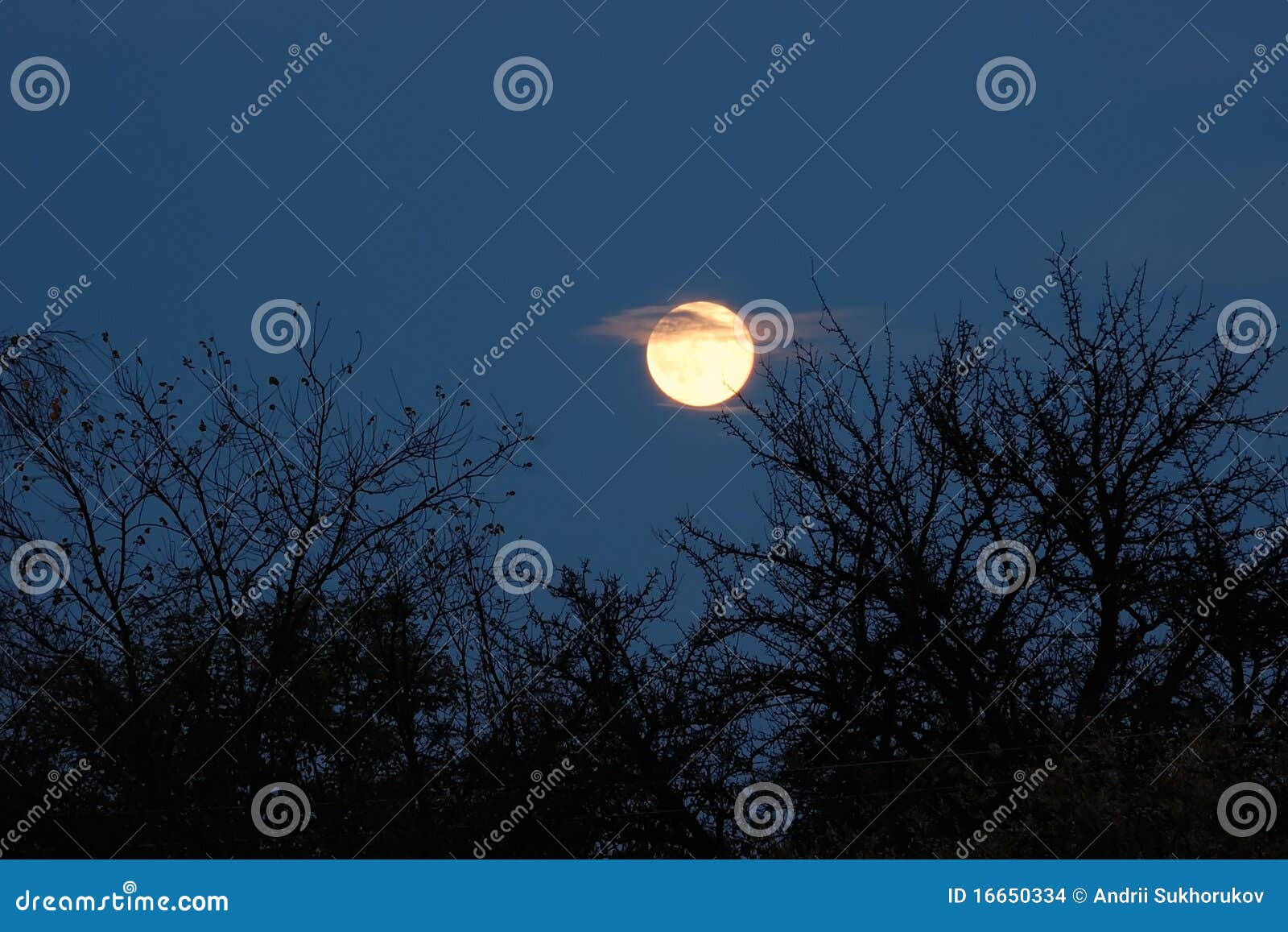 Yellow moon stock photo. Image of natural, tree, cloud - 16650334