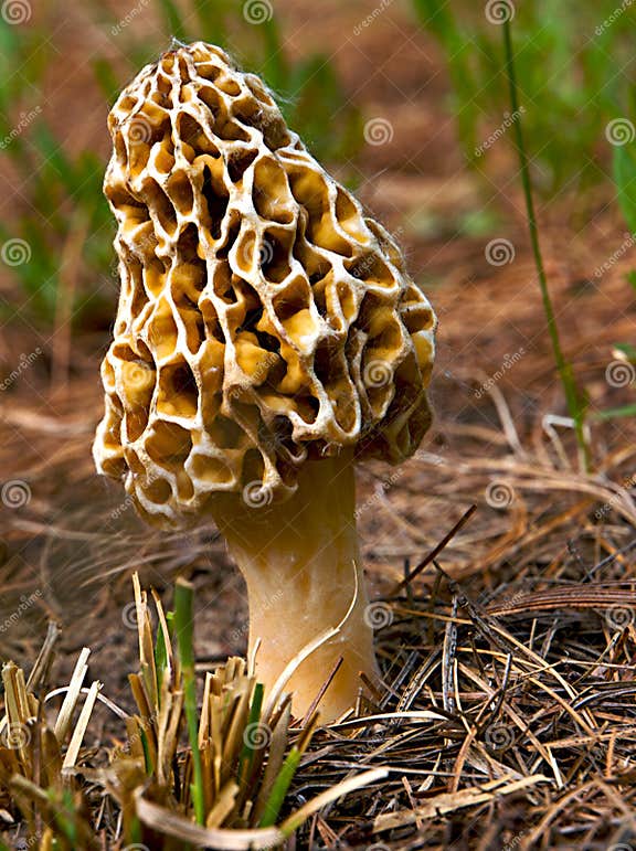 Yellow Morel stock photo. Image of fungi, kitchen, valuable - 6992312