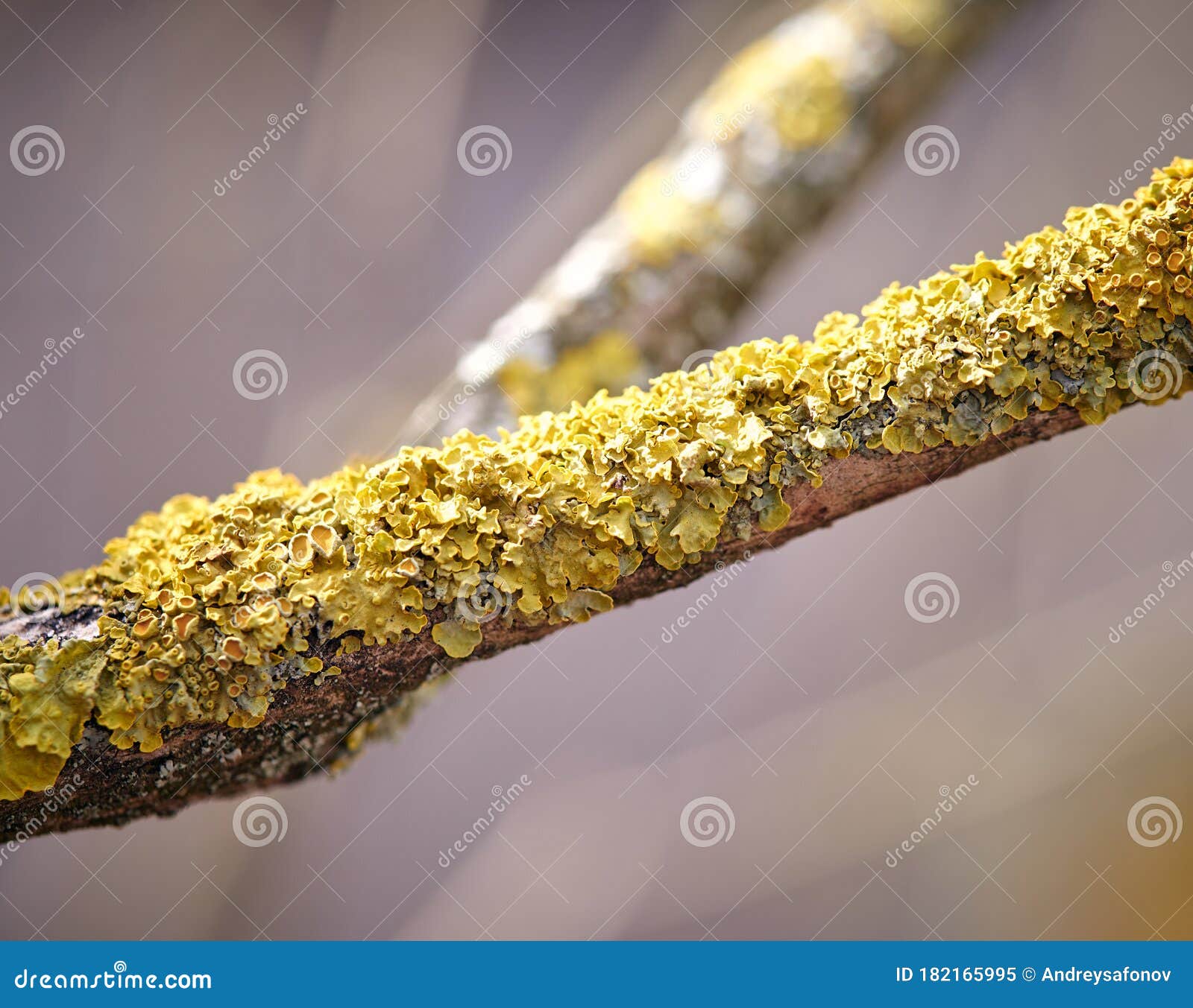 Yellow Moss on a Branch. Close Up Stock Image - Image of verdure ...