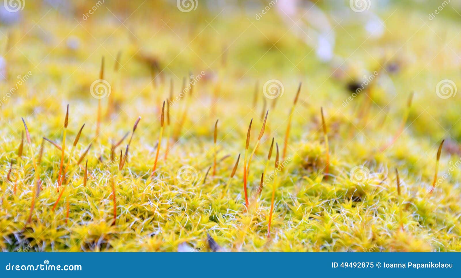 Yellow moss stock image. Image of yellow, vibrant, life - 49492875