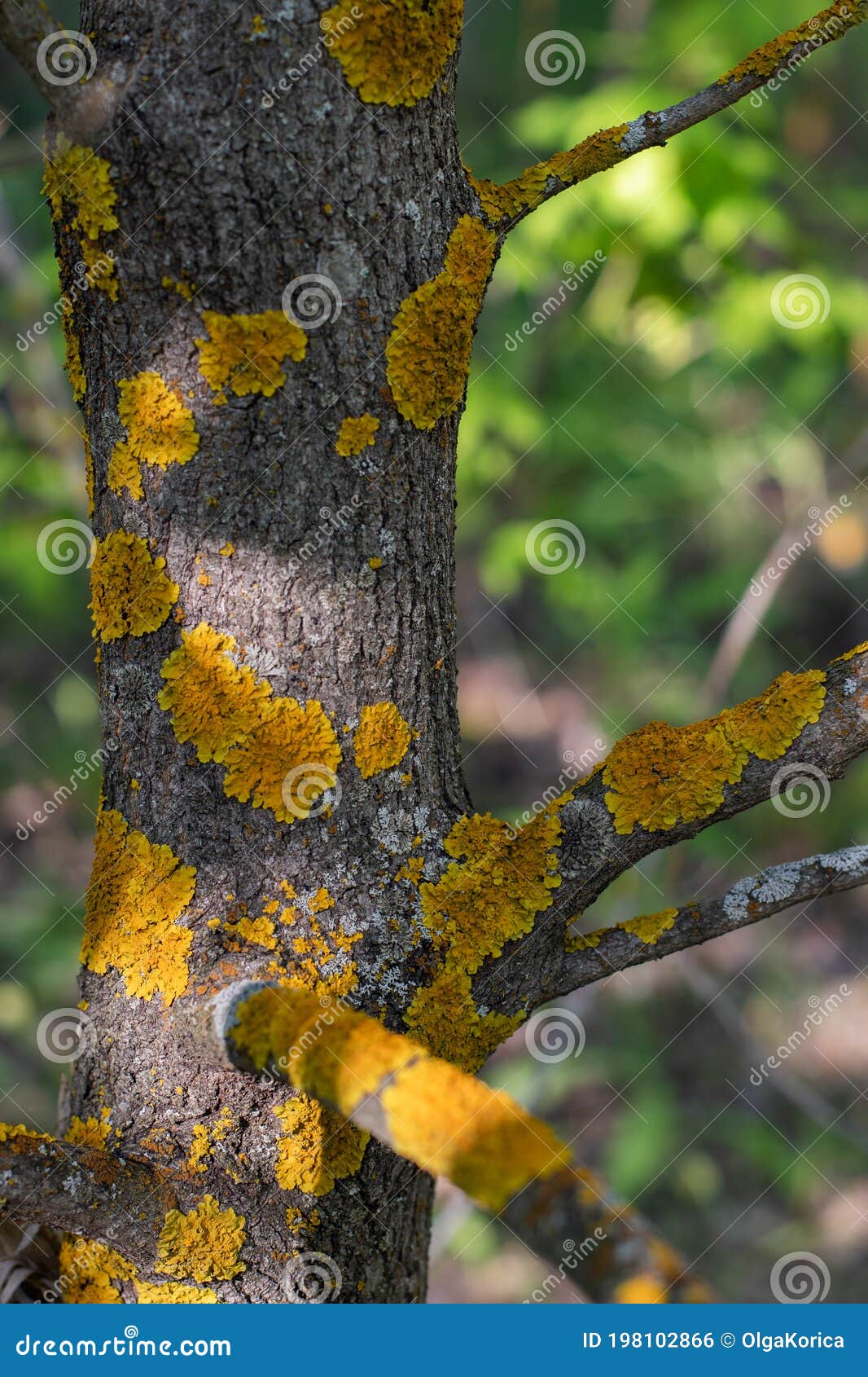 Yellow Crustose Lichen On A Tree Trunk, Close-up. Fruit Tree Bark ... Yellow Crustose Lichen On A Tree Trunk, Close-up. Fruit Tree Bark ...