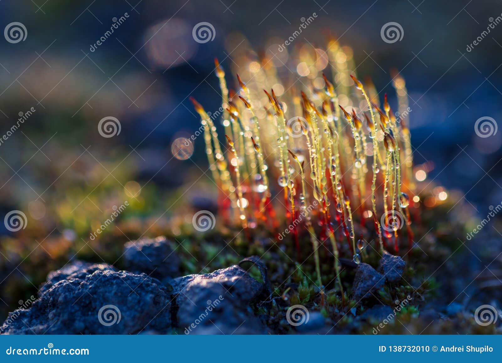 Yellow Moss in Dew Drops at Sunset Stock Photo - Image of spring ...
