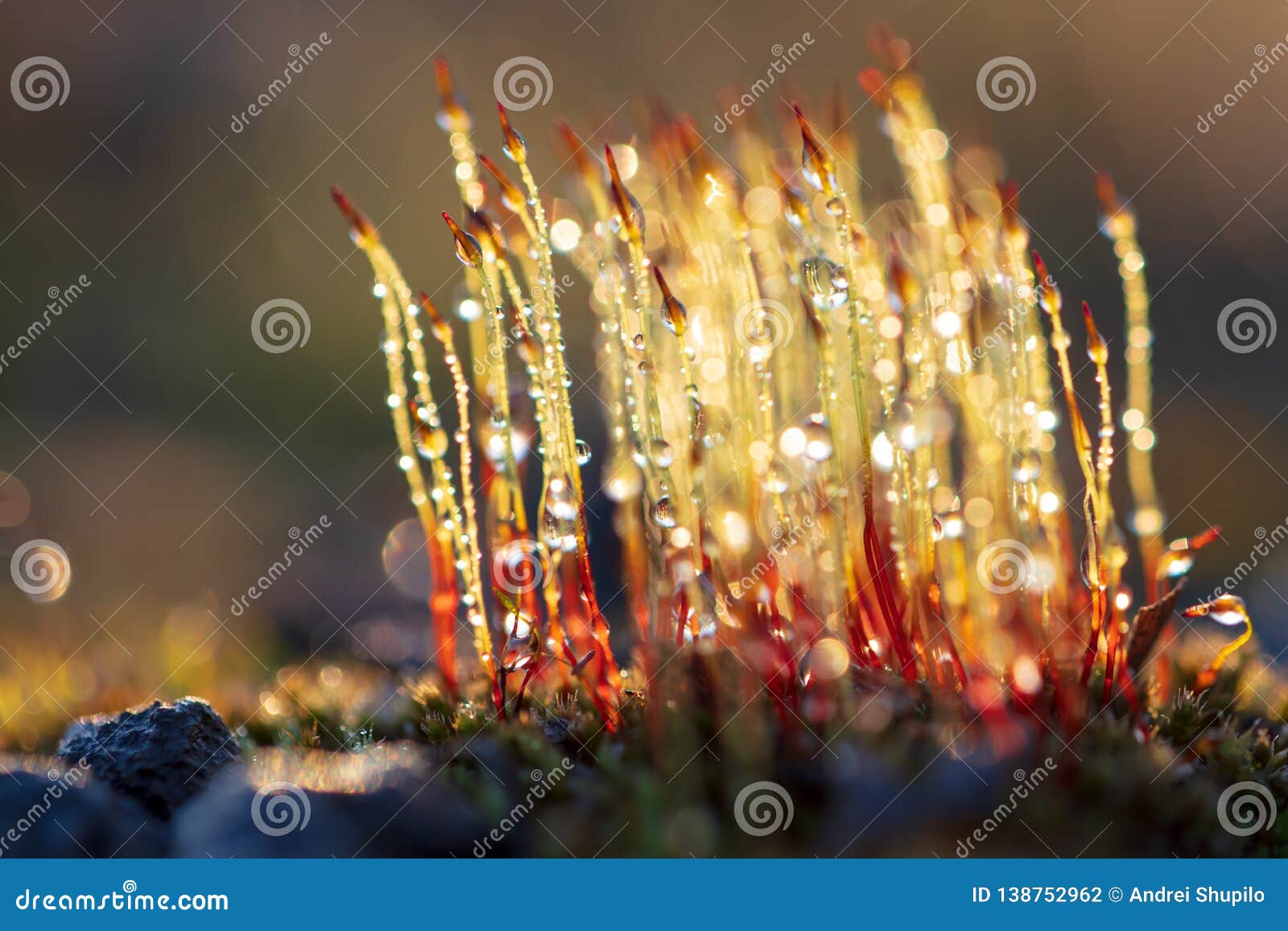 Yellow Moss in Dew Drops at Sunset Stock Photo - Image of beautiful ...