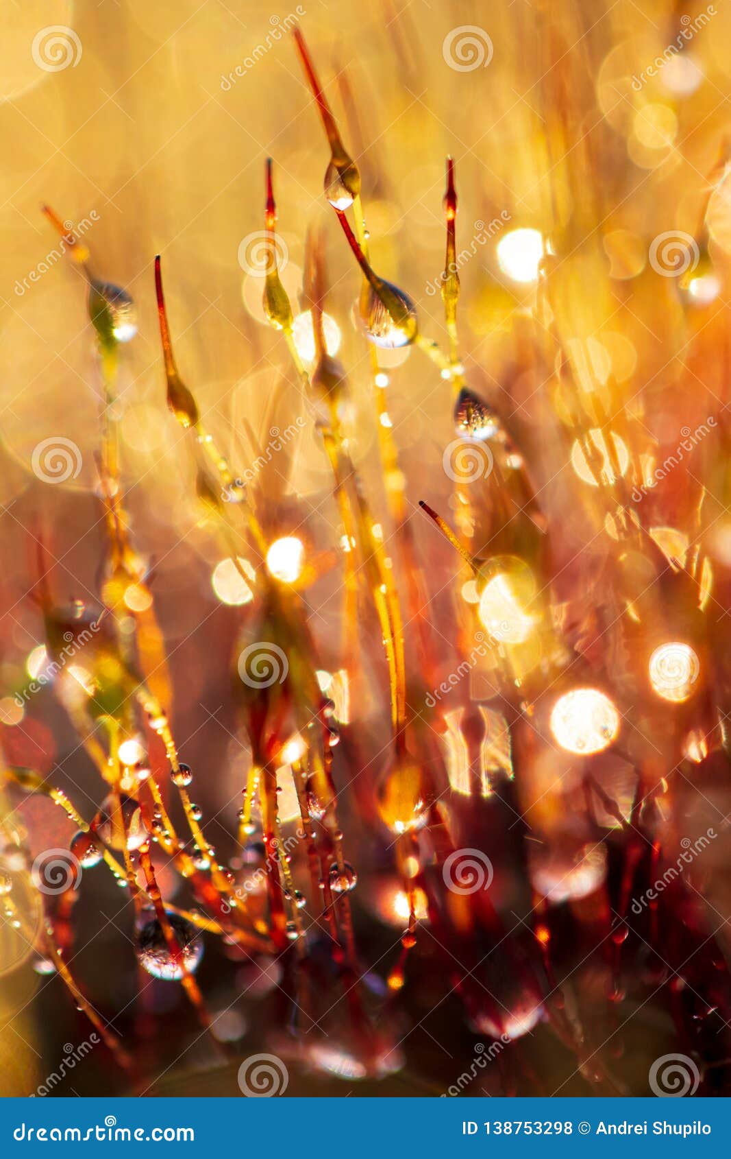 Yellow Moss in Dew Drops at Sunset Stock Photo - Image of water, grass ...