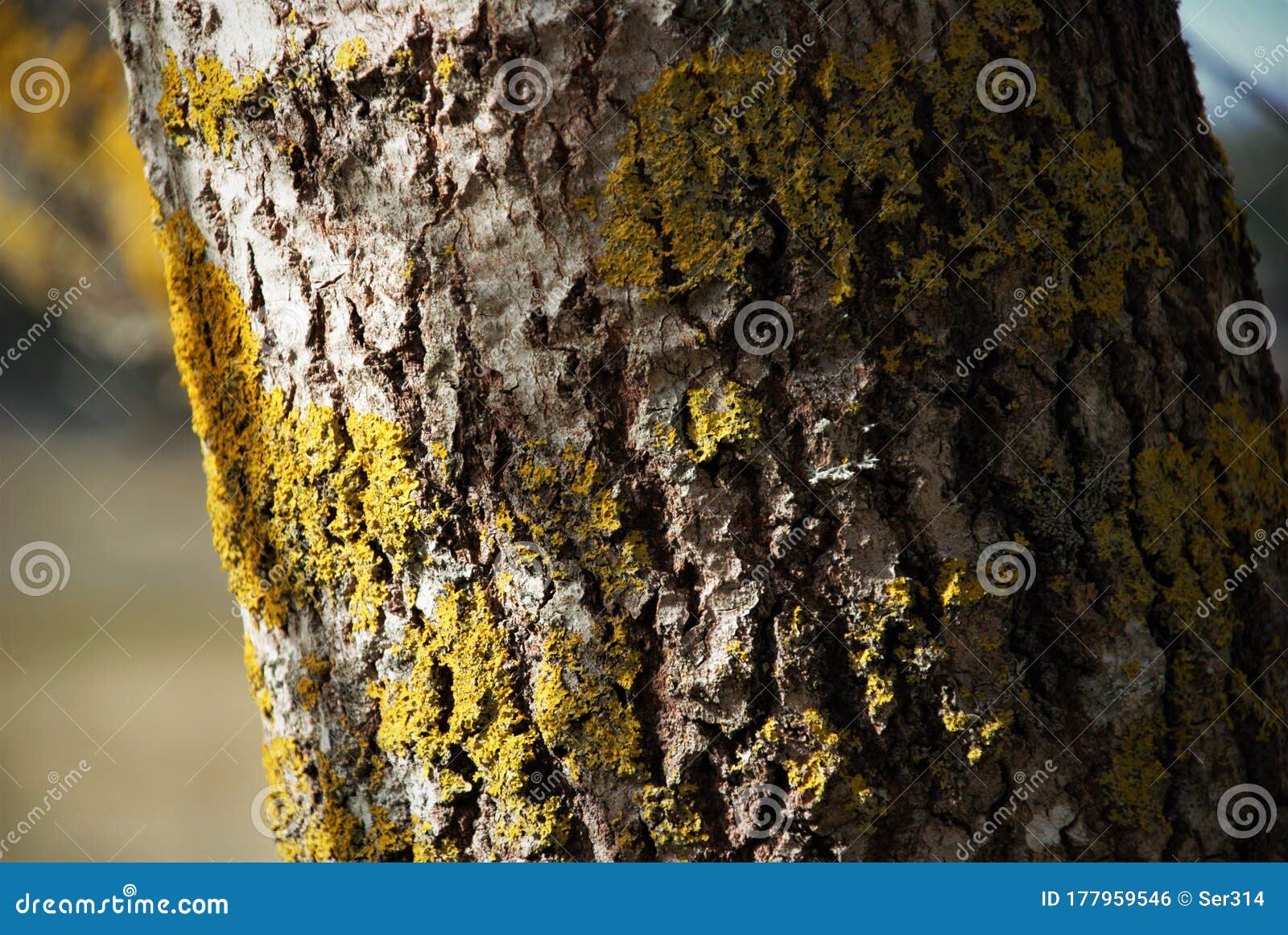 Yellow Moss on a Dry Tree Trunk Stock Photo - Image of owner, landscape ...