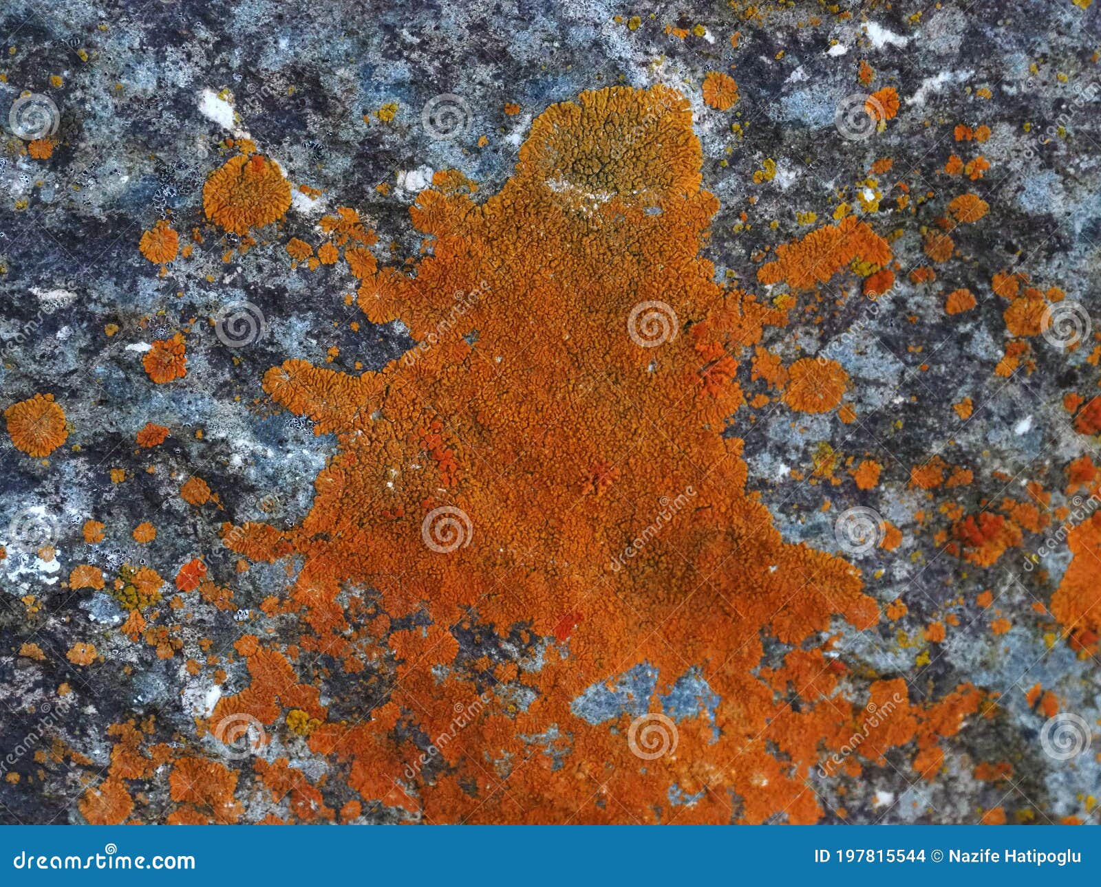 Yellow Moss Formed Over Time on the Rocks, Algae Formed on the North ...