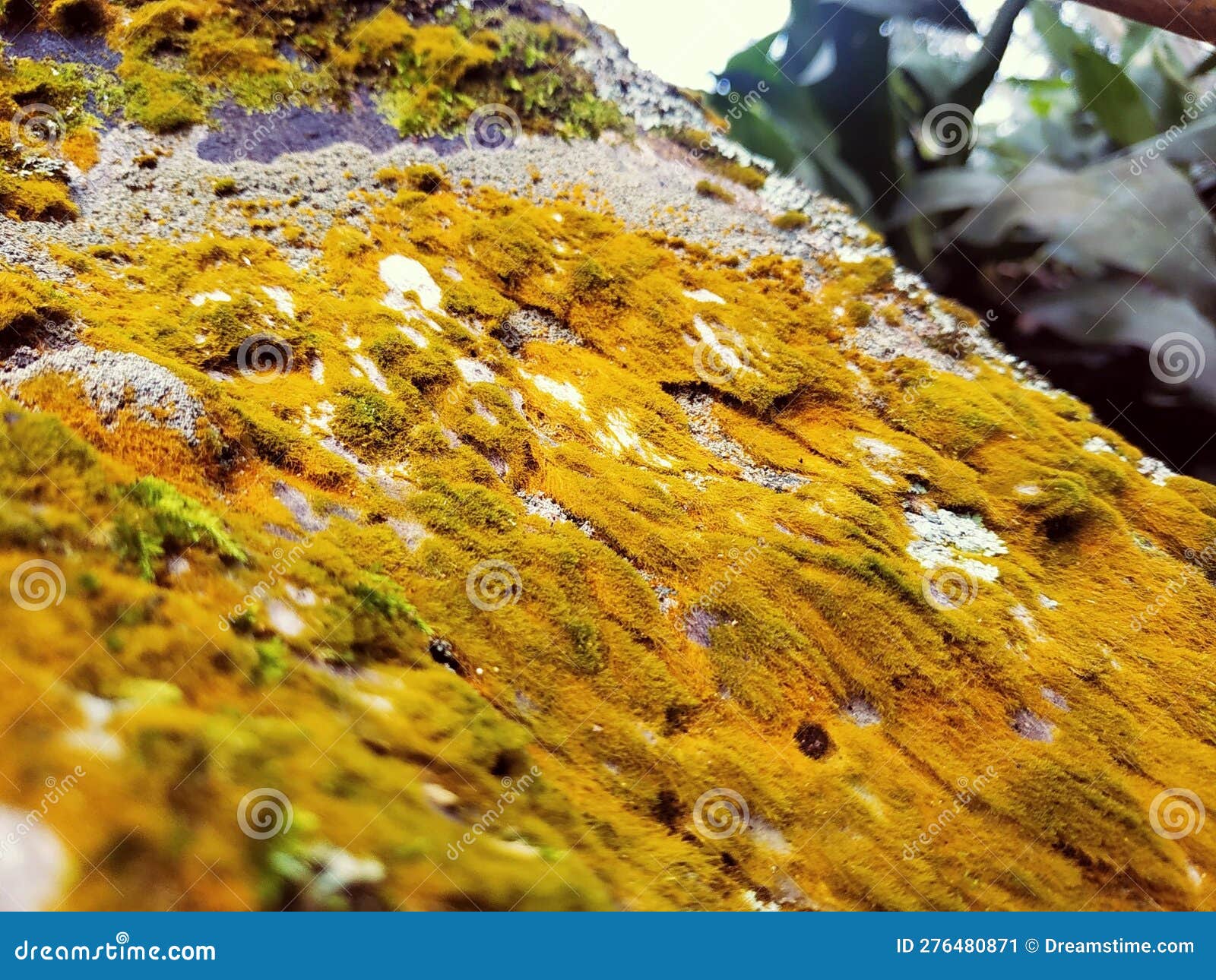 Yellow moss stock image. Image of outside, moss, distance - 276480871