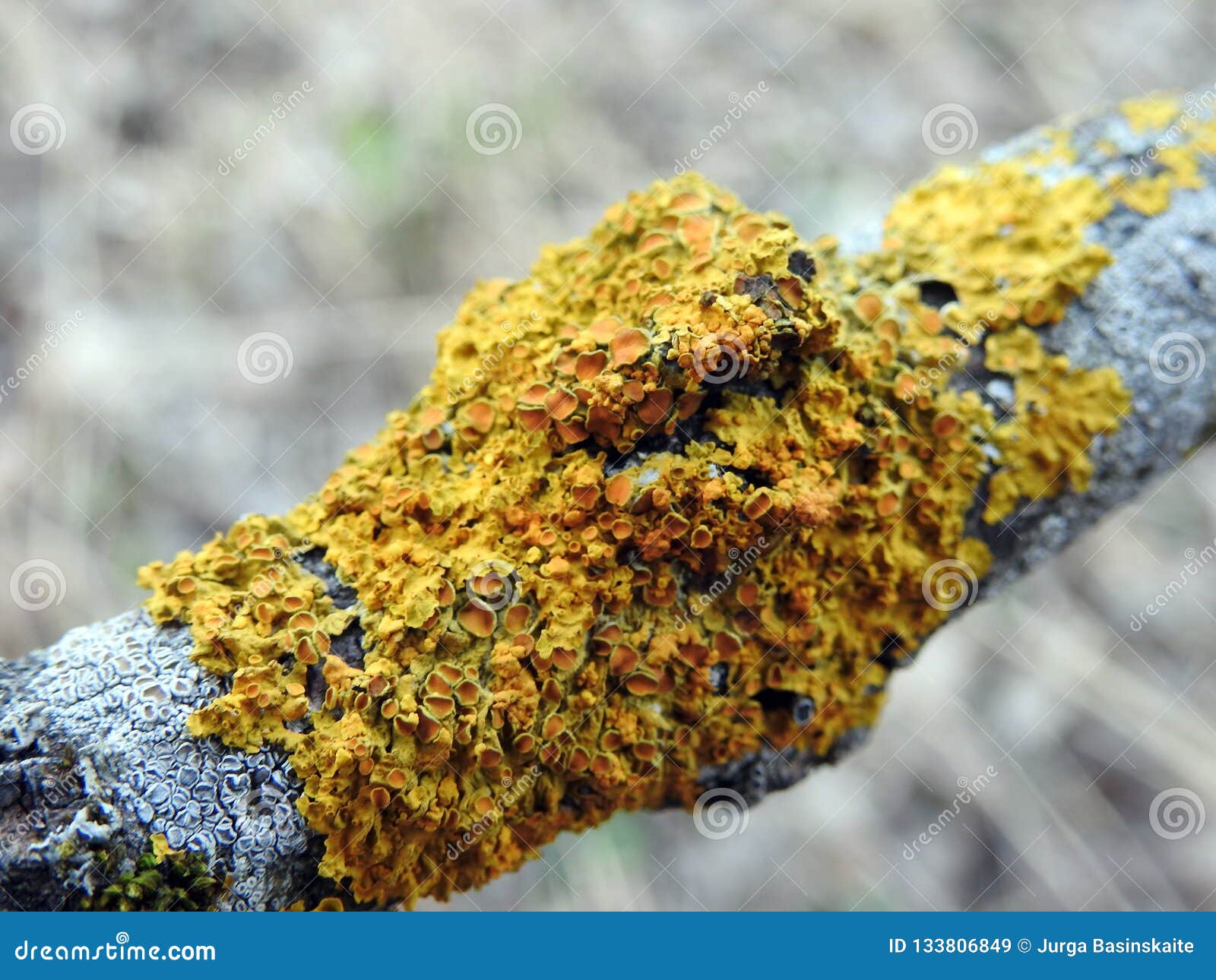 Yellow Moss On A White Rockstone Stock Photo | CartoonDealer.com #135567528