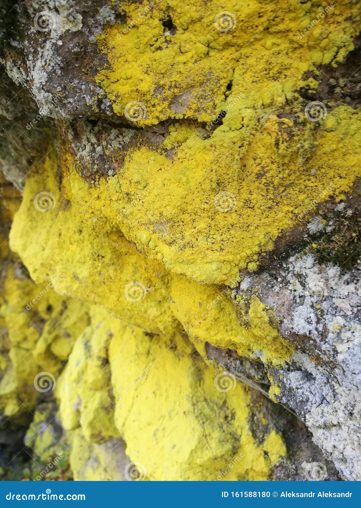 Yellow moss on the rock stock photo. Image of mountains - 161588180