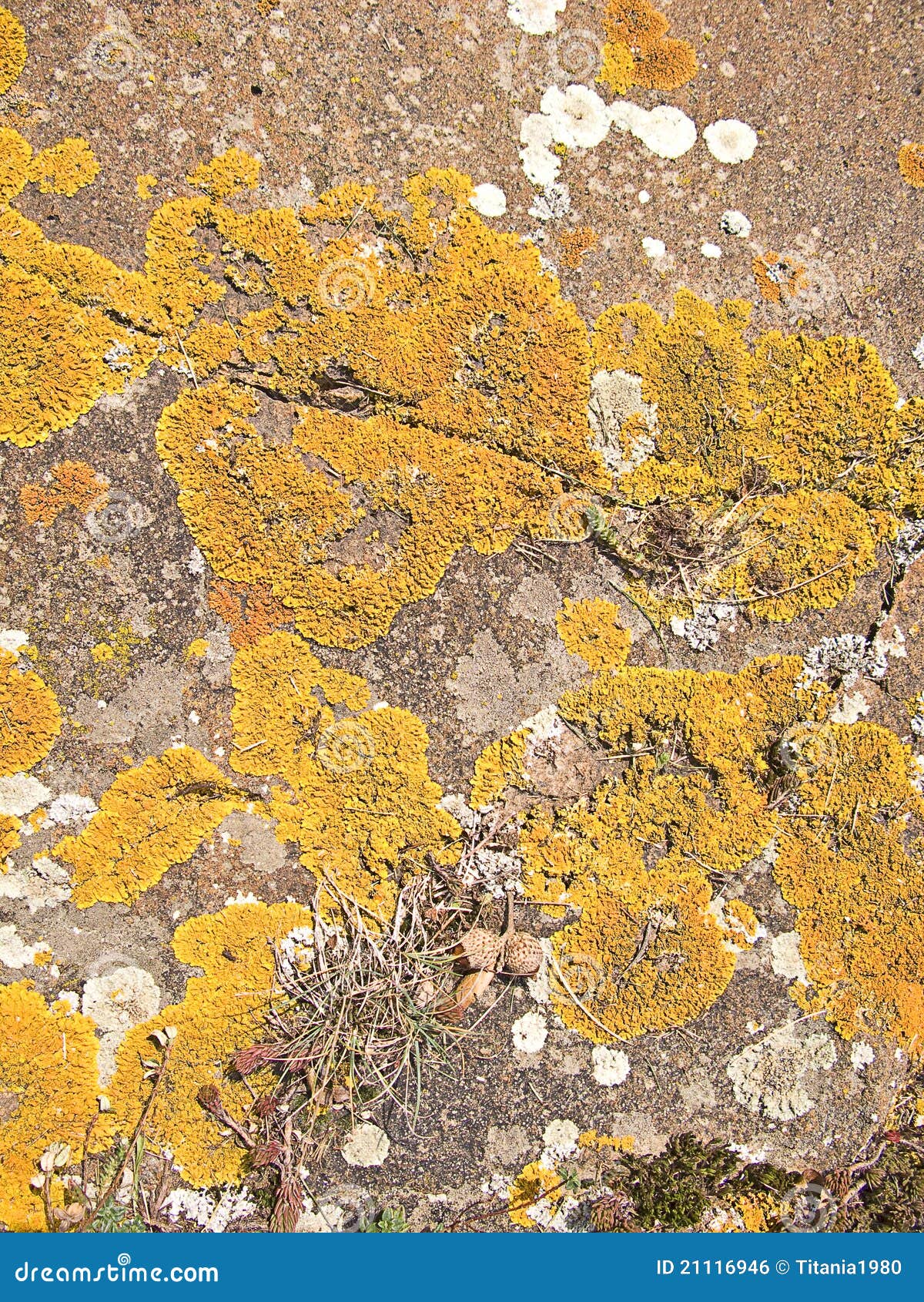 Yellow Moss on a Rock Surface Stock Photo - Image of growth, botanical ...
