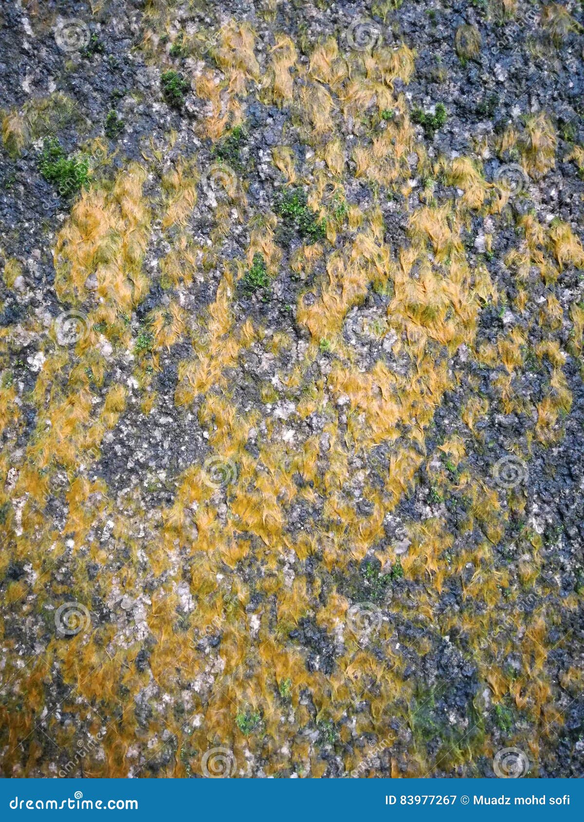 Yellow moss stock image. Image of yellow, green, moss - 83977267