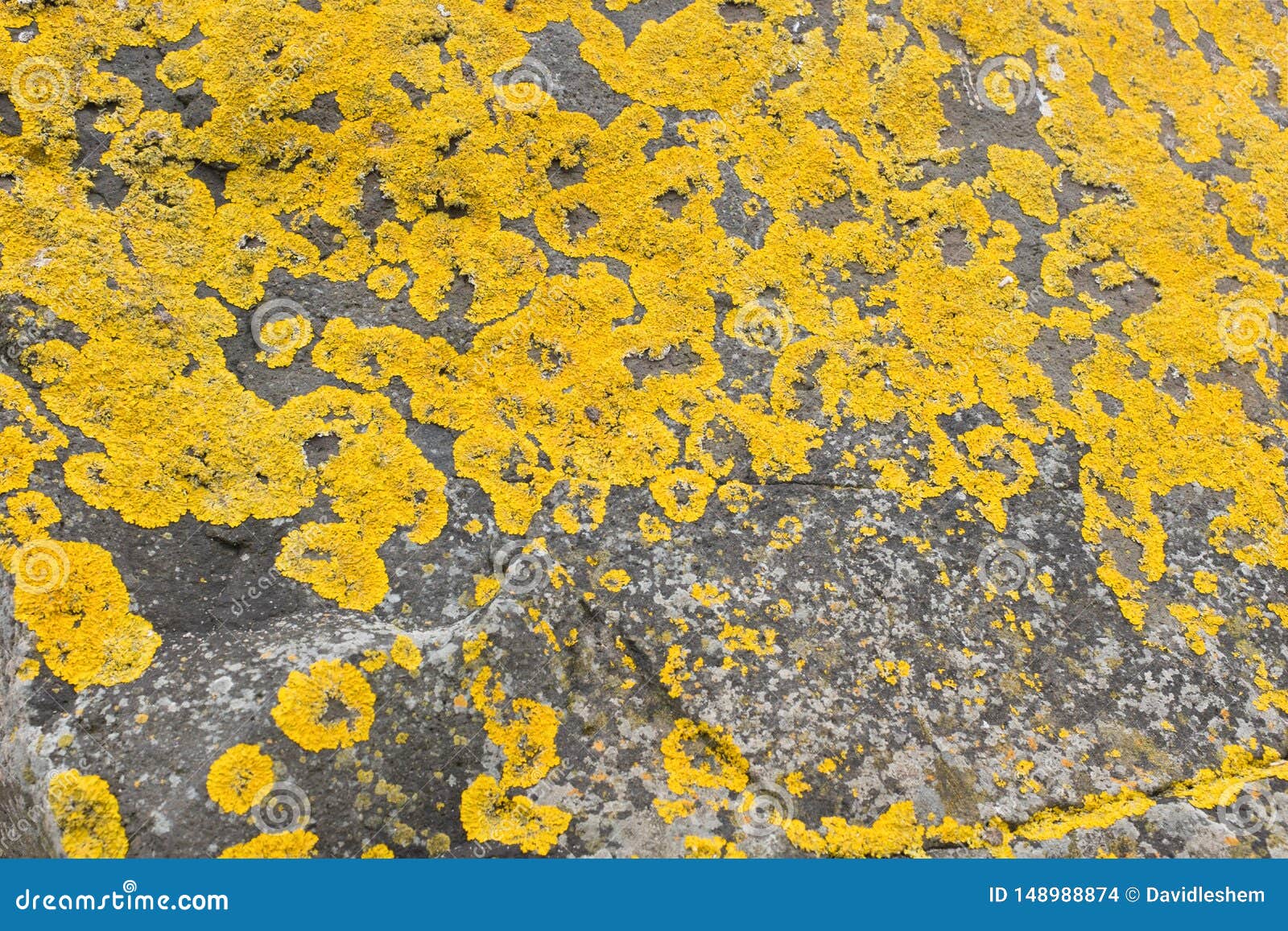 Yellow moss on a stone stock photo. Image of detail - 148988874
