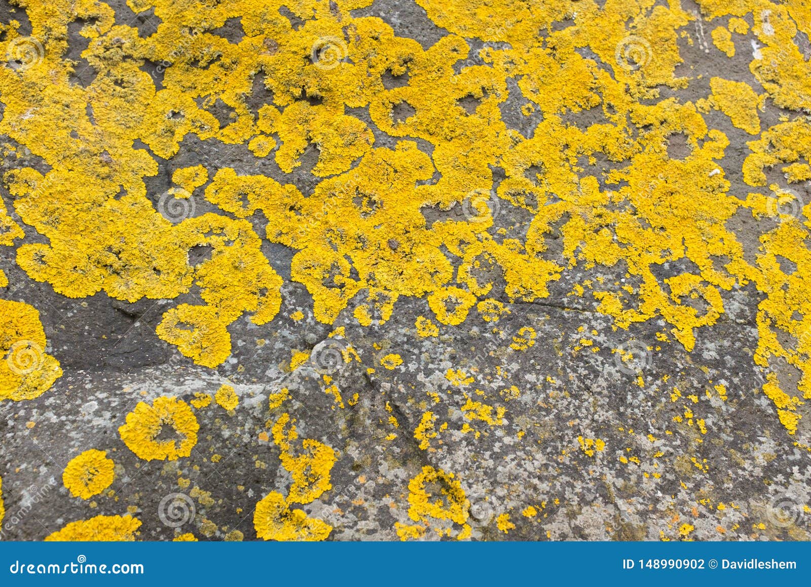 Yellow moss on a stone stock photo. Image of grungy - 148990902