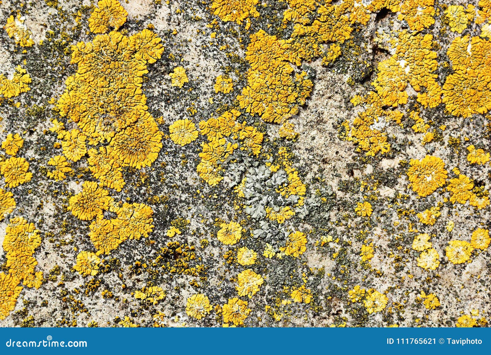 Yellow Moss on Stone Surface Stock Image - Image of crustose, lichens ...